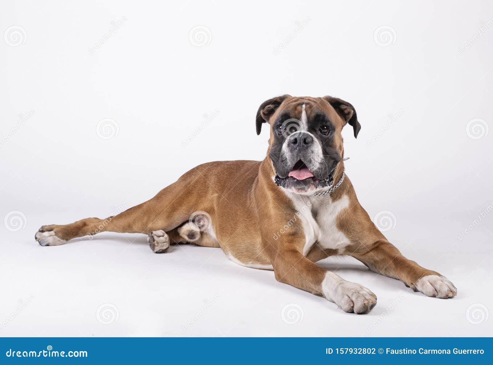 Boxer Dogs Sitting On Each Other at Samantha Mcwhae blog