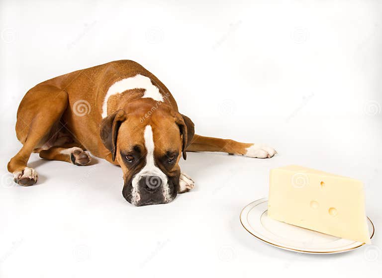 Boxer with Cheese stock photo. Image of holey, wedge - 18898236