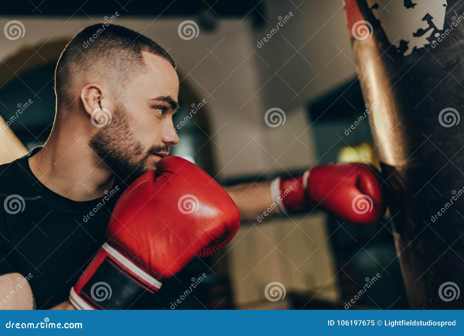 Boxer stock image. Image of training, young, sportive - 106197675