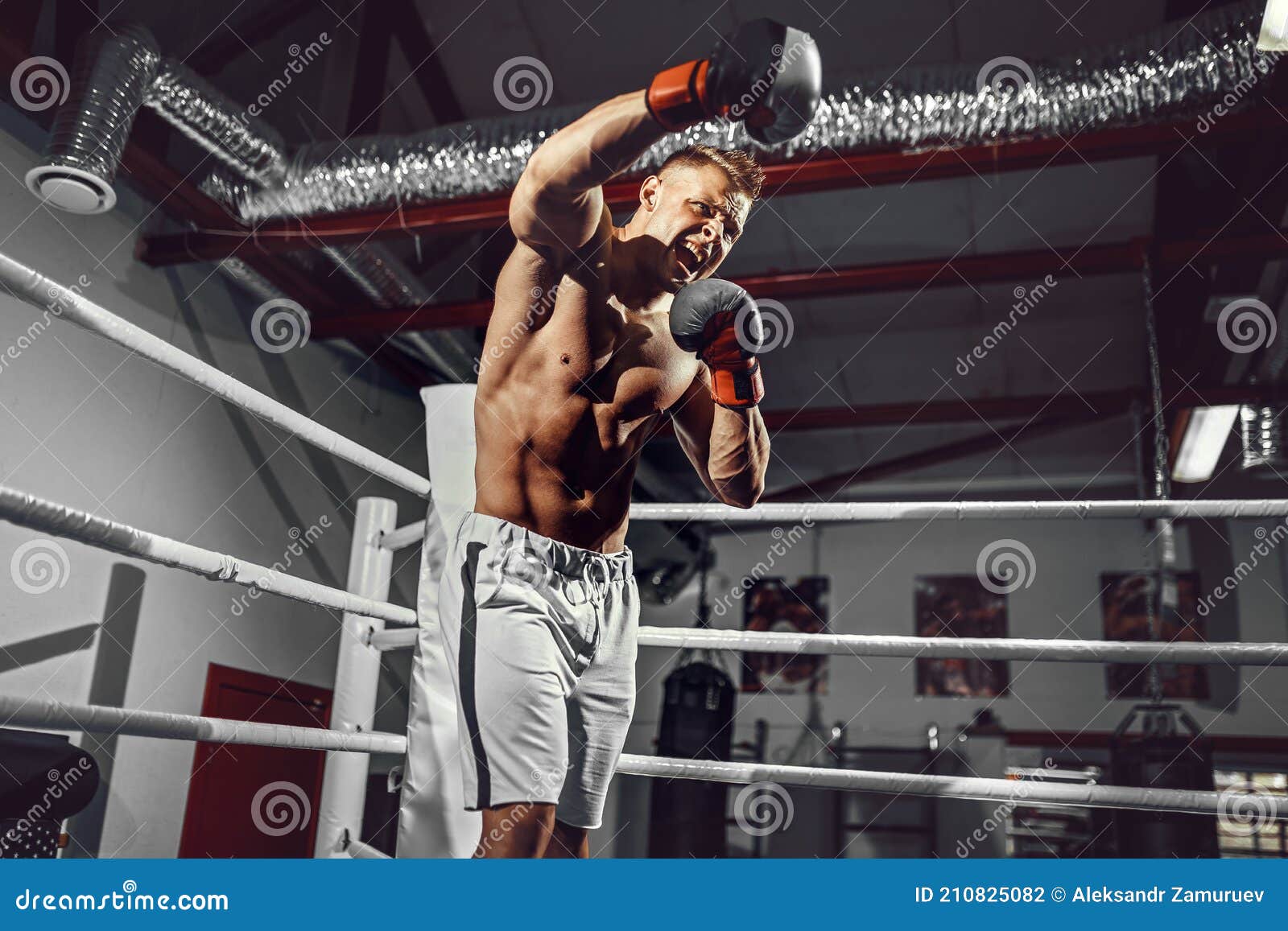 Boxer. Confident Young Boxer on the Boxing Ring Stock Photo - Image of ...