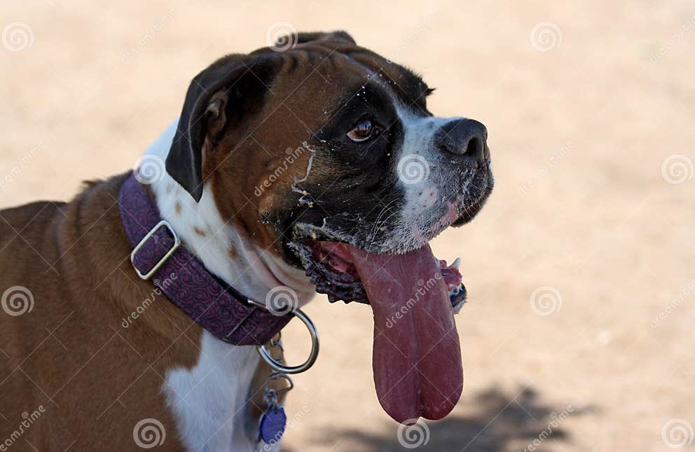 Boxer Covered in Spit Playing in the Park Stock Photo - Image of drool ...