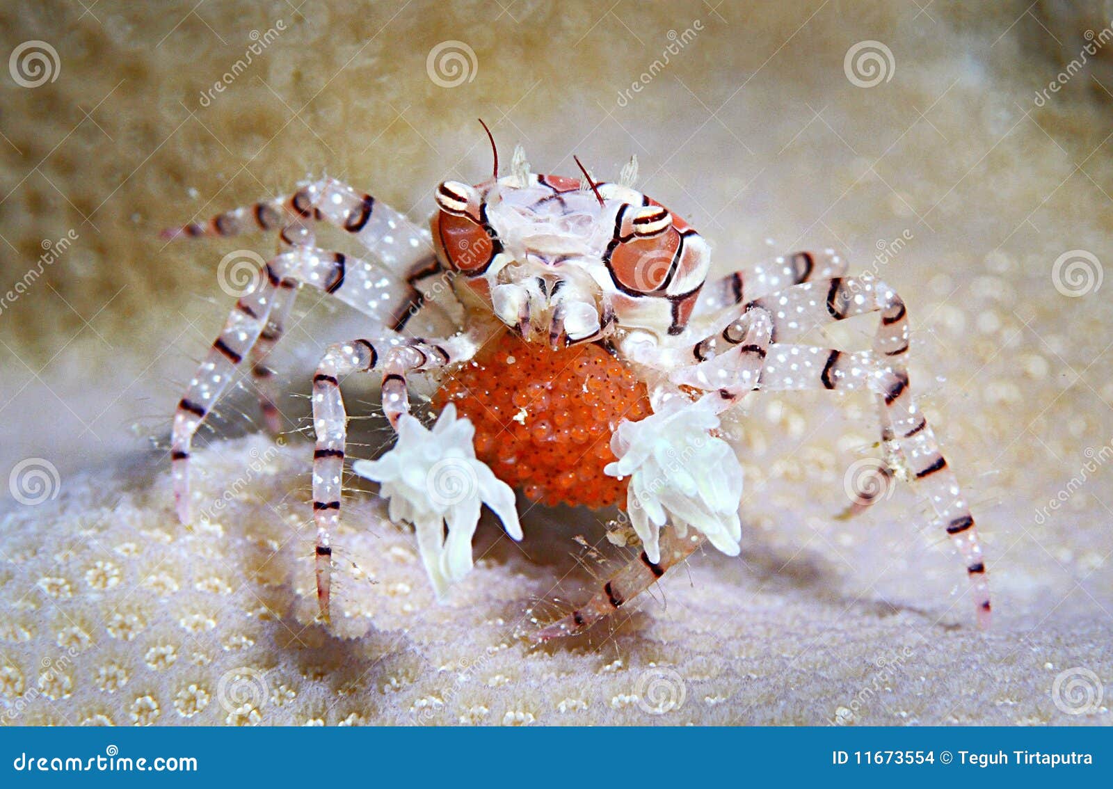 Boxer crab or round crab stock photo. Image of animals - 11673554