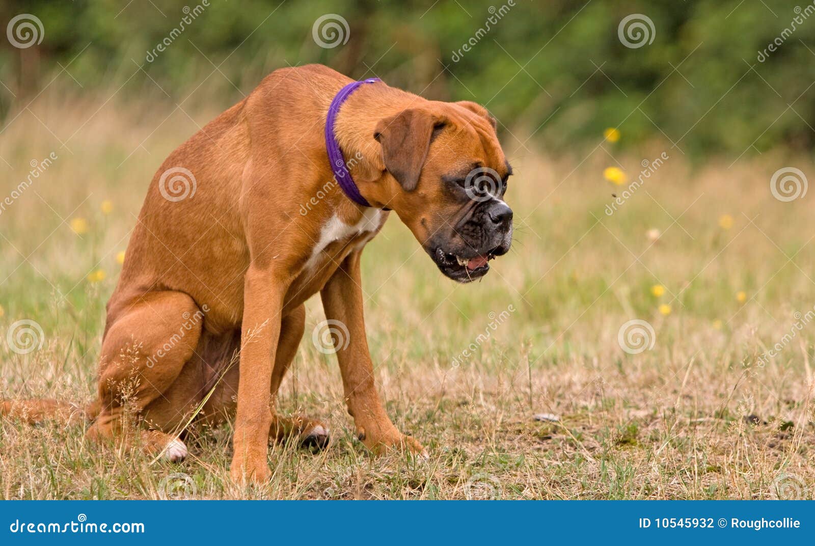 Boxer dog stock photo. Image of breed, outdoors, look - 10545932