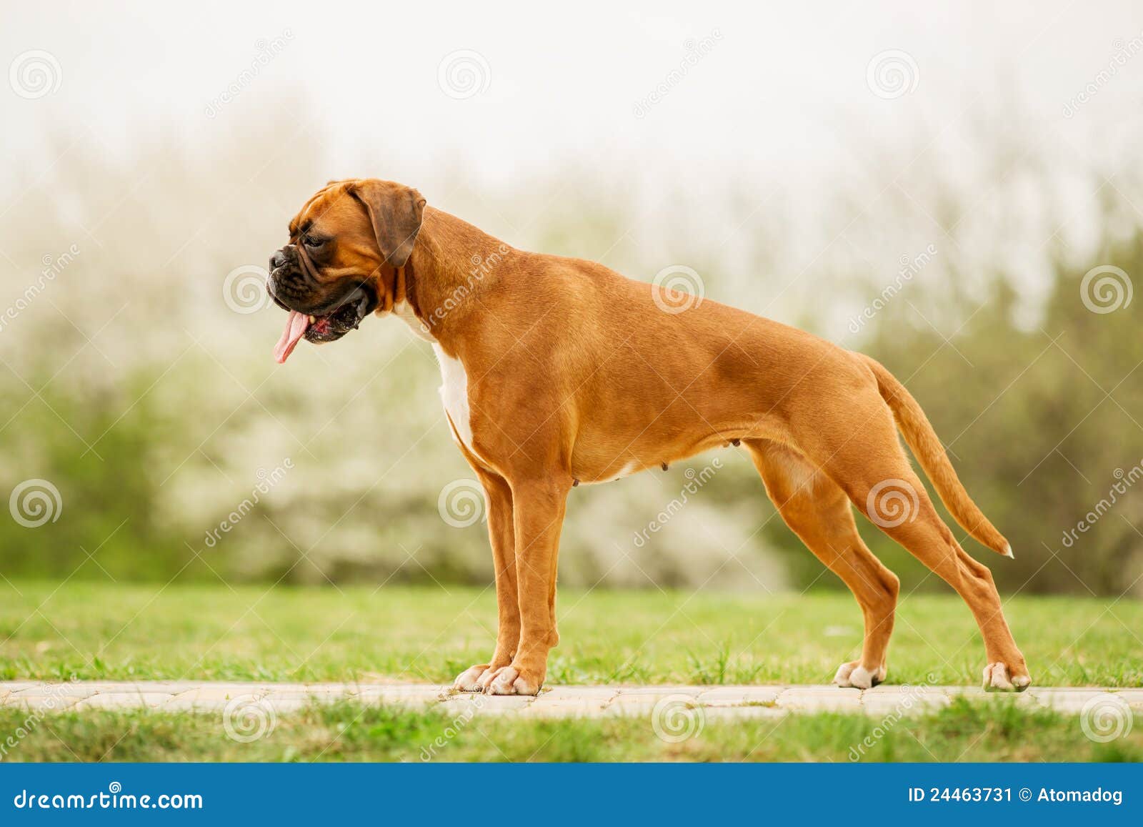 Boxer Dog stock image. Image of young, purebred, park - 24463731