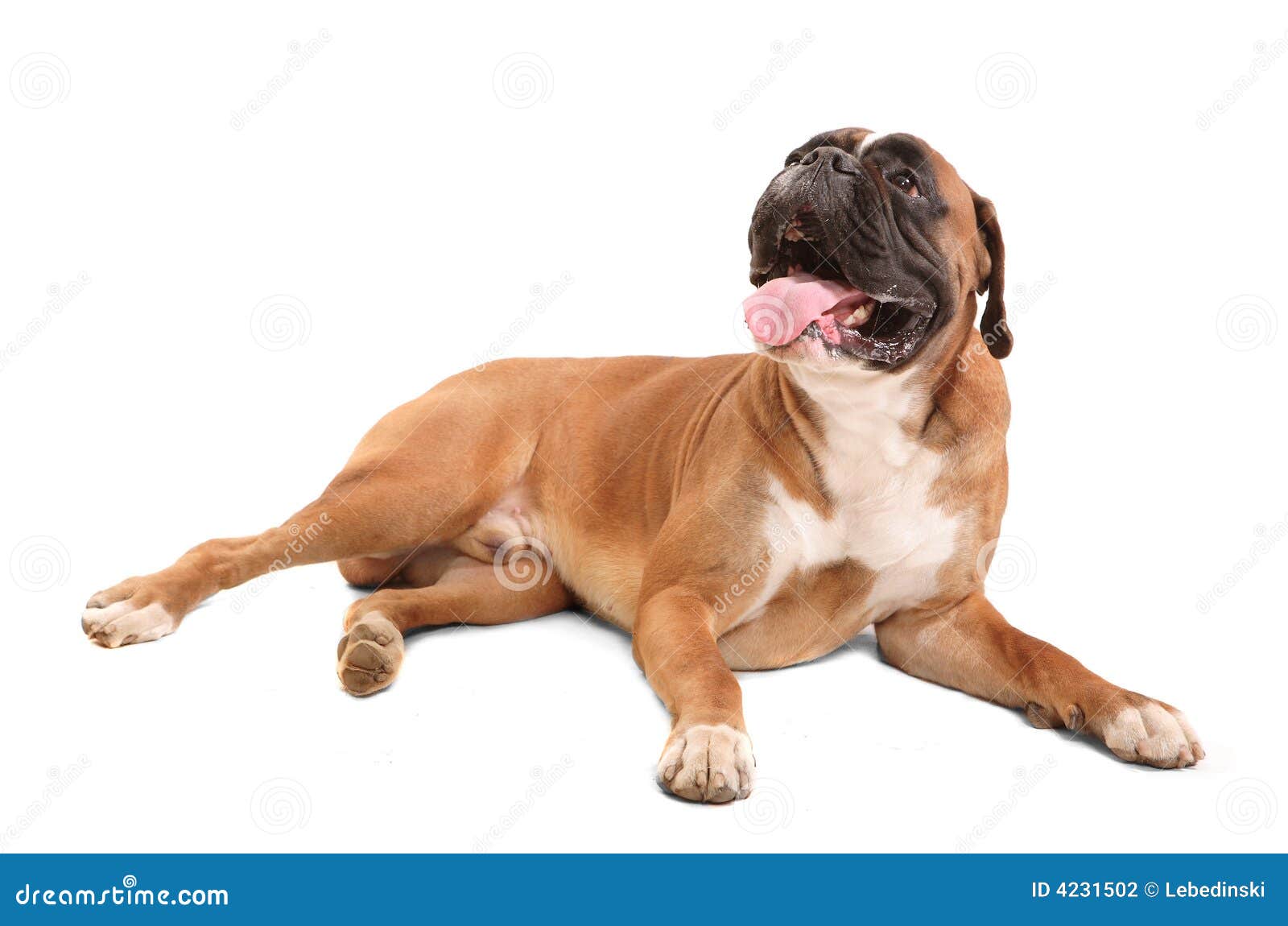 Boxer dog stock photo. Image of small, grooming, guardian - 4231502