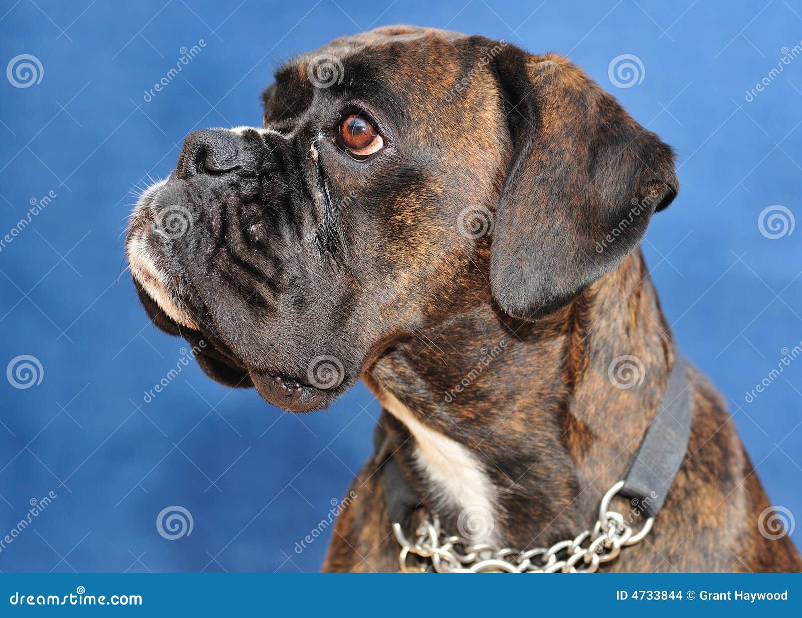 Boxer dog stock photo. Image of carnivoran, snout, mammal - 4733844