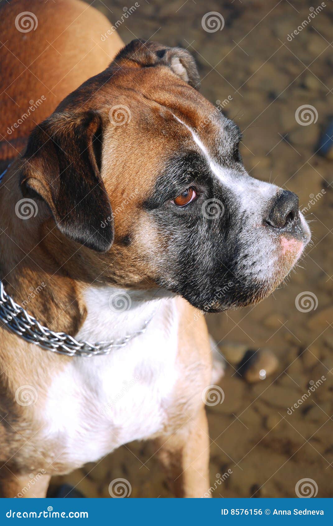 Boxer dog stock photo. Image of purebred, head, close - 8576156