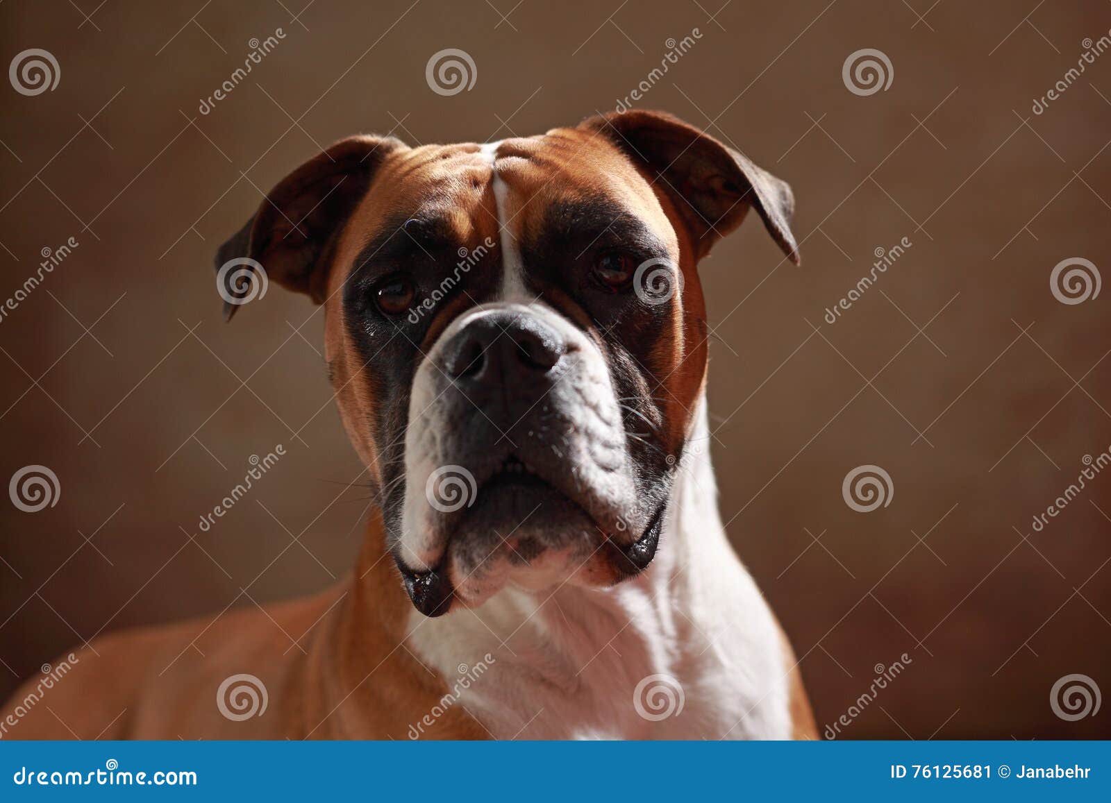 Boxer dog stock image. Image of watchdog, quadruped, american - 76125681