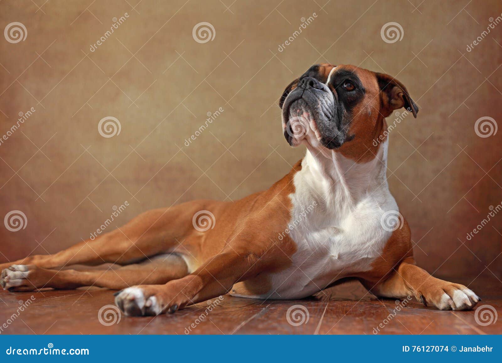 Boxer dog stock photo. Image of watchdog, pets, mammals - 76127074