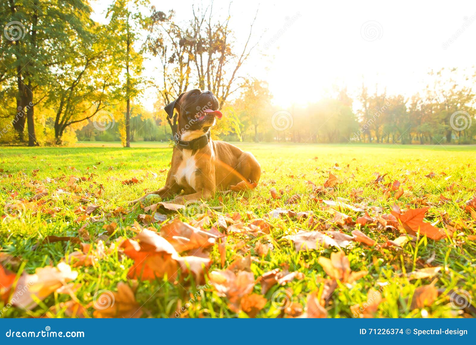 Boxer Dog in the Autumn Forest Stock Photo - Image of nature, canine ...