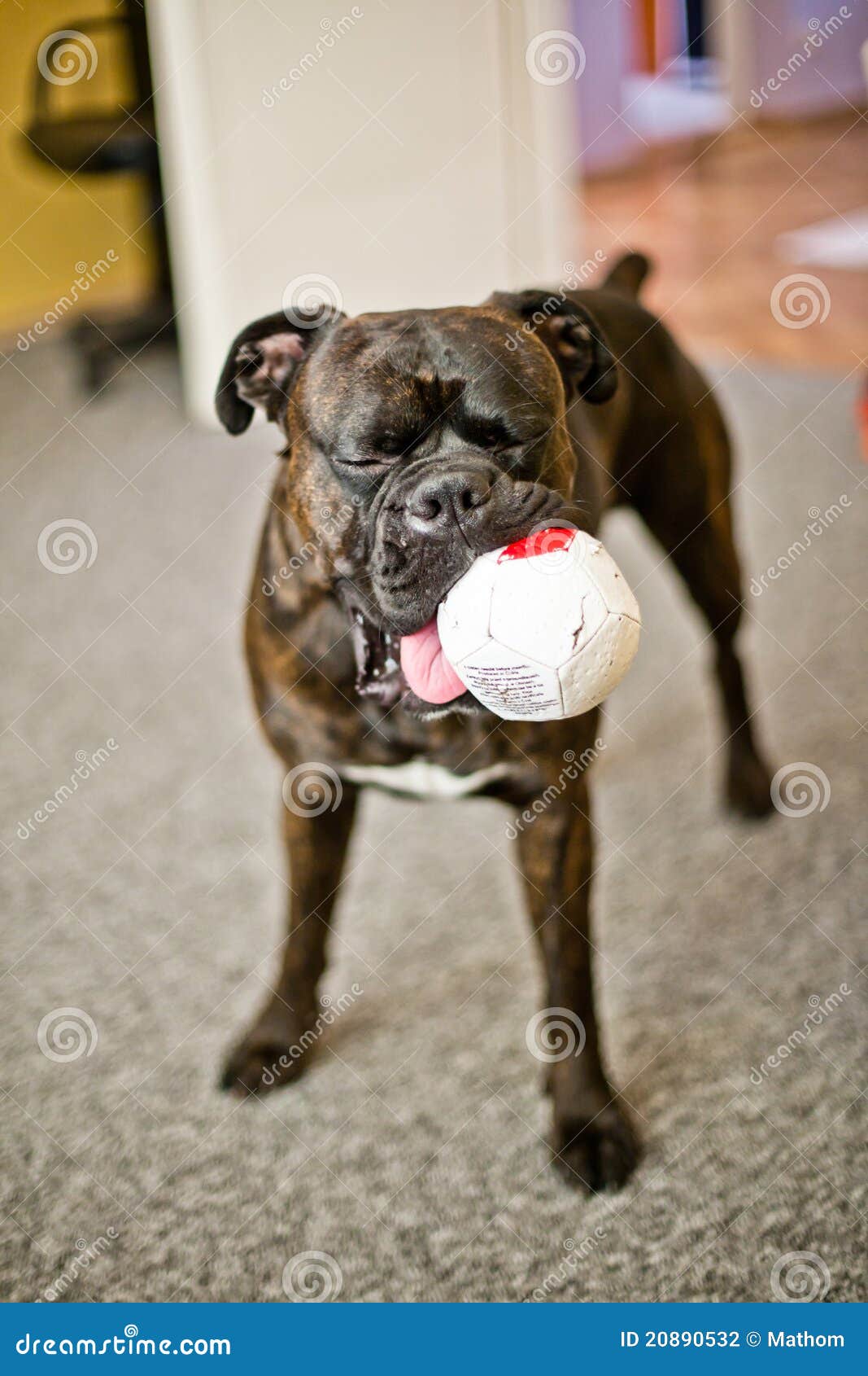 Boxer dog with a bal stock photo. Image of breed, cute - 20890532