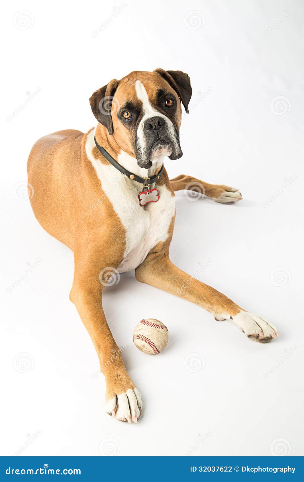 Boxer Dog with Baseball stock photo. Image of boxer, companion - 32037622
