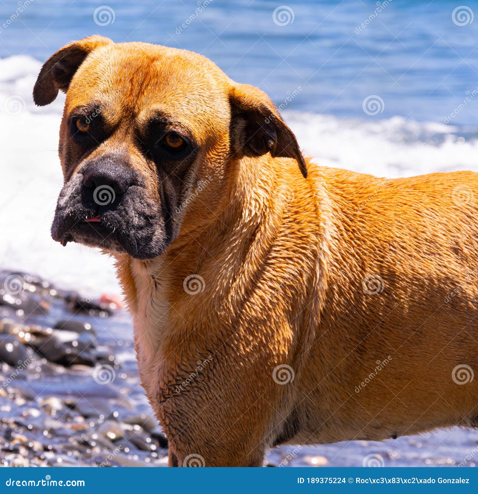 Boxer dog in the beach stock photo. Image of dogs, face - 189375224