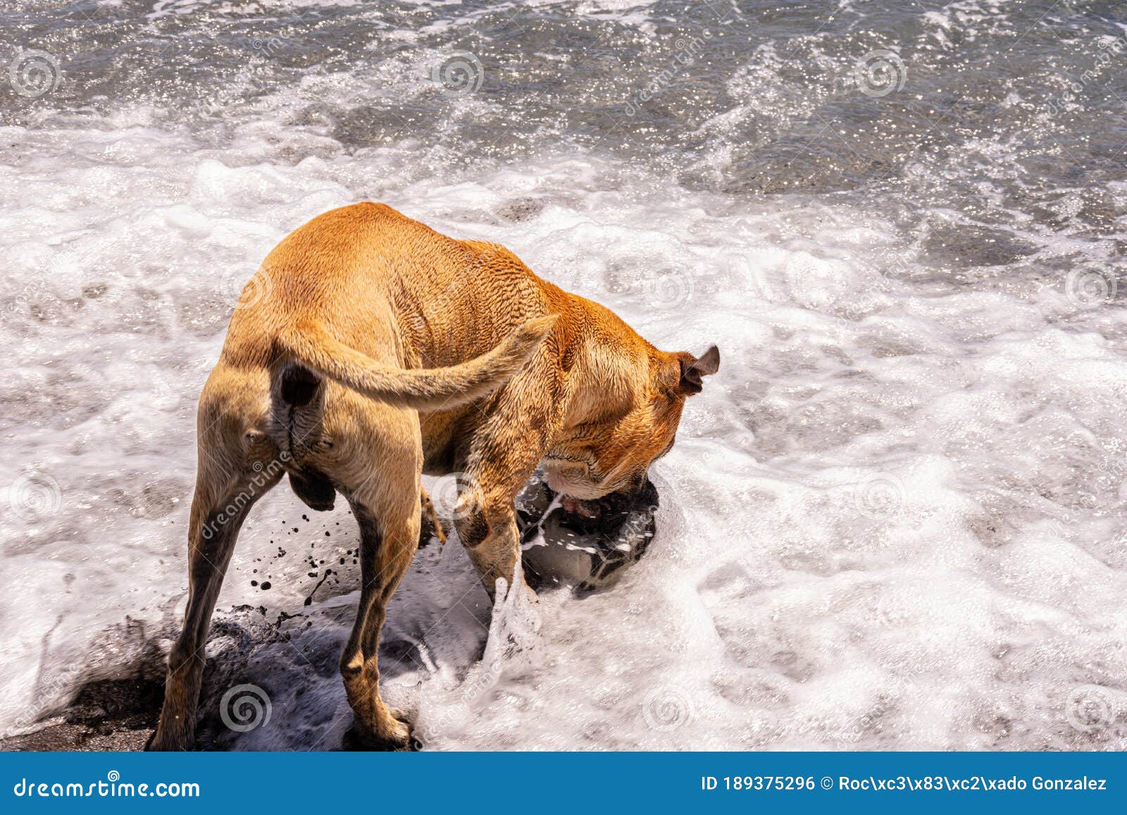 Boxer dog in the beach stock photo. Image of brown, orange - 189375296
