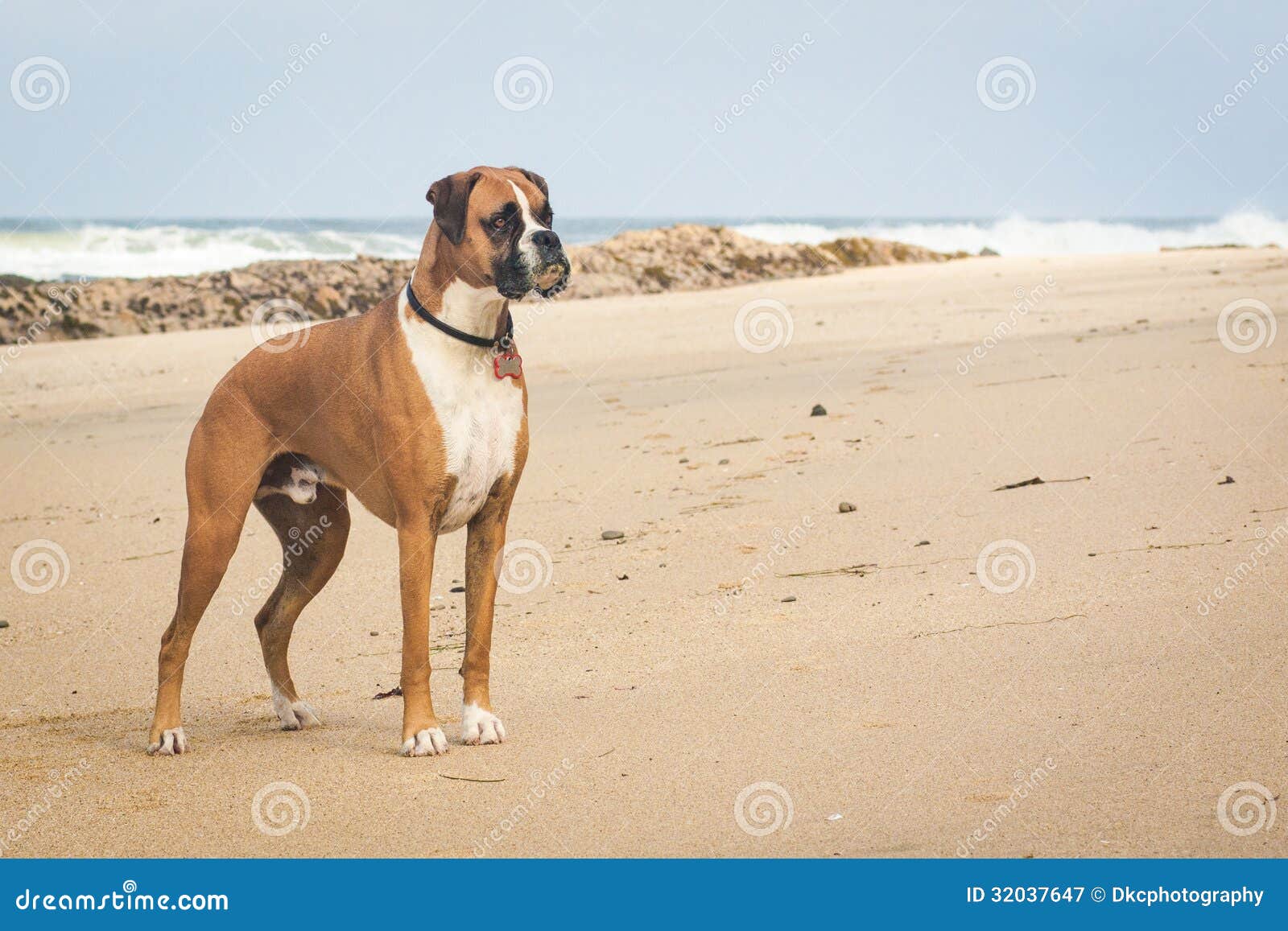 Boxer Dog on Beach stock image. Image of canine, boxer - 32037647