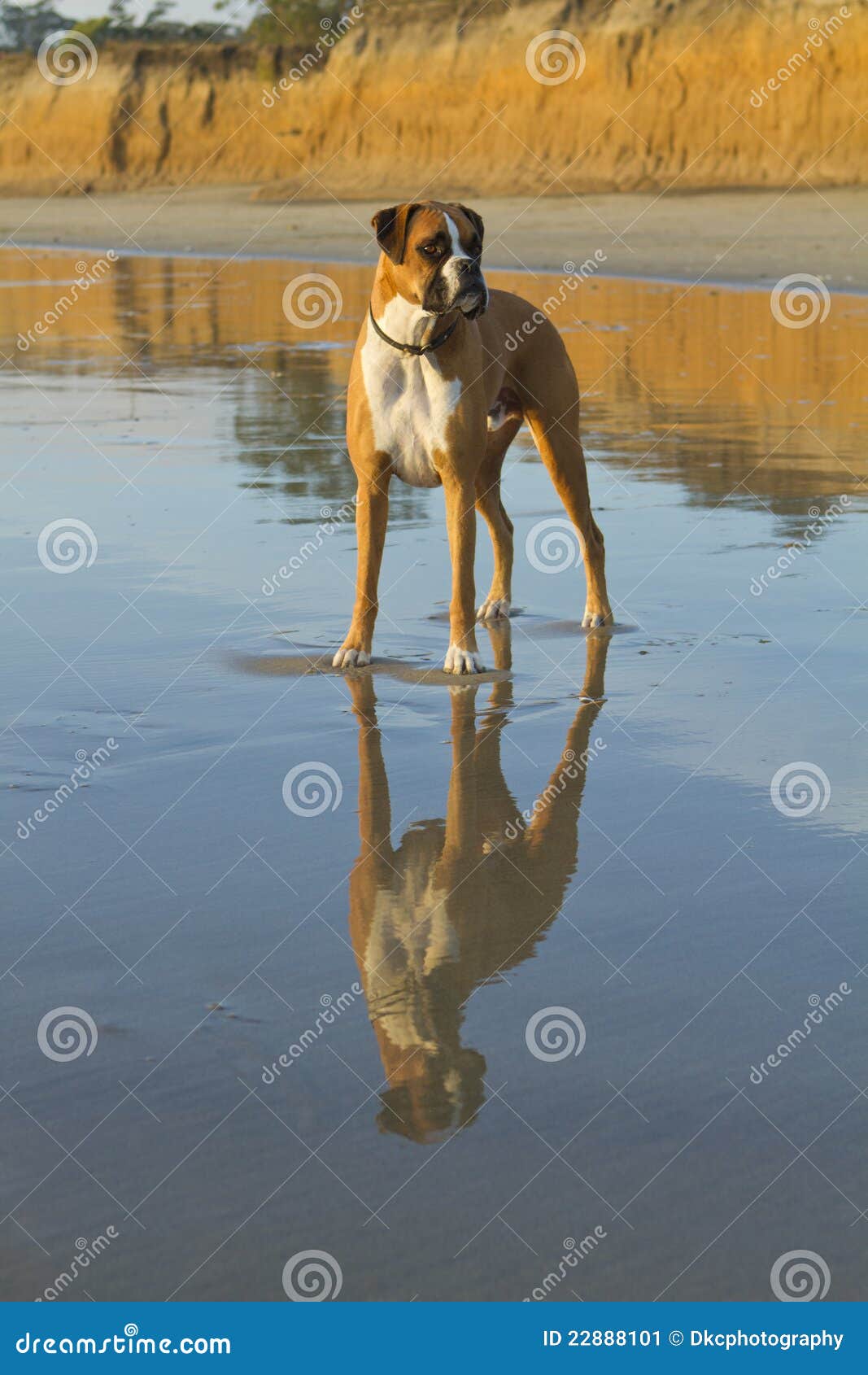 Boxer Dog Beach Reflection stock image. Image of reflection - 22888101