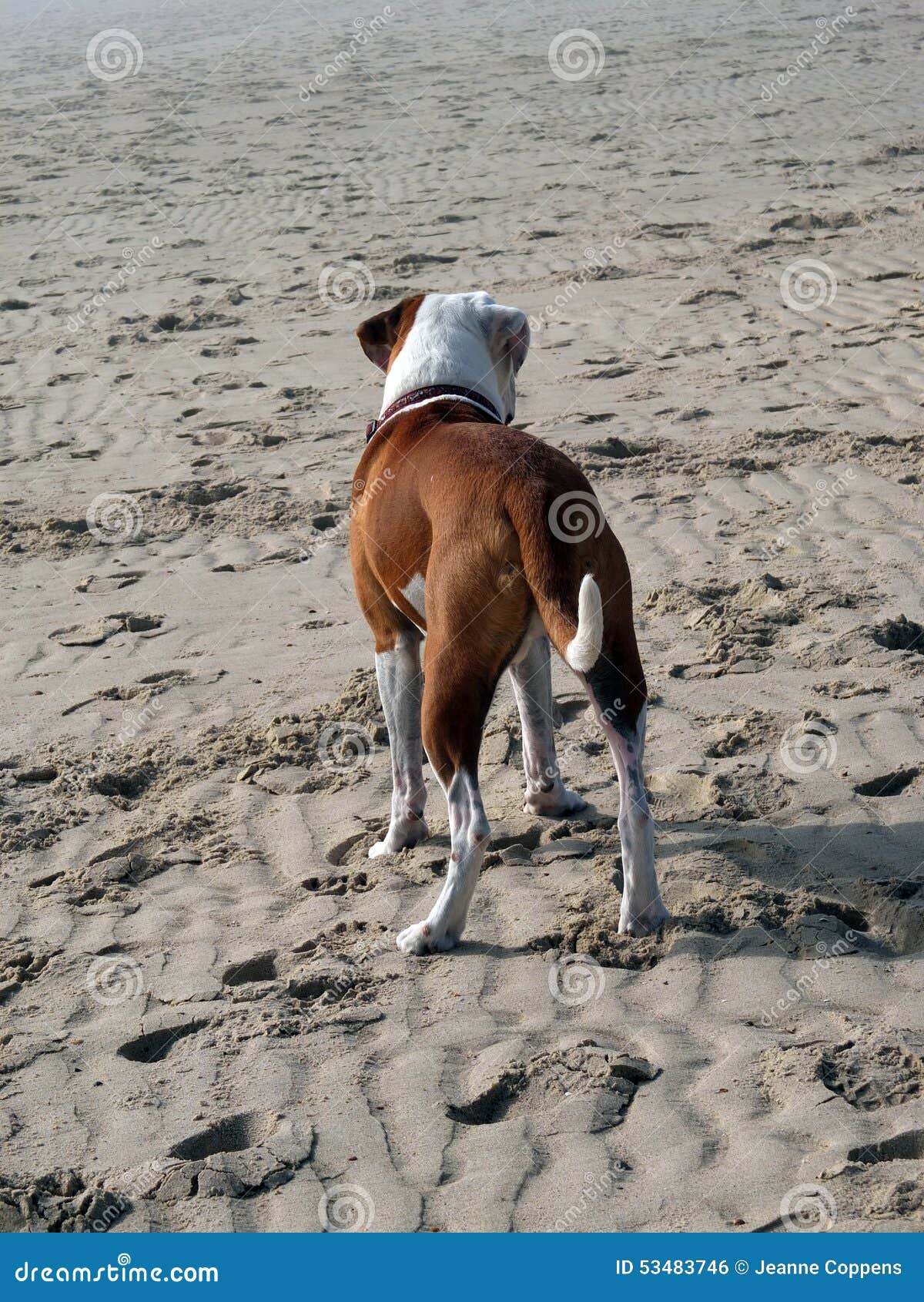 Boxer dog on the beach. stock photo. Image of power, mammal - 53483746