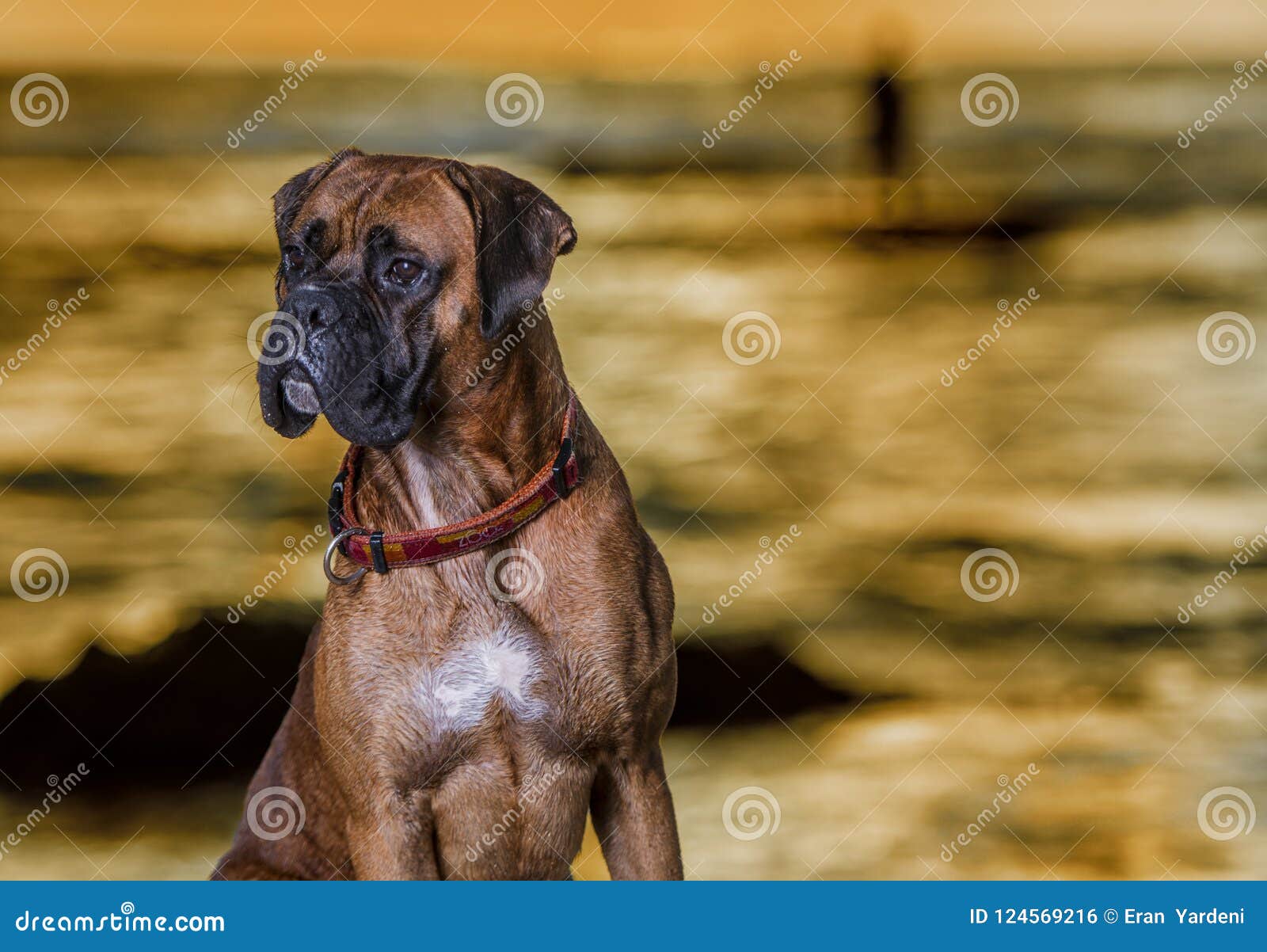 A Boxer Dog on the Beach by Sunset Stock Photo - Image of mammal, beach ...