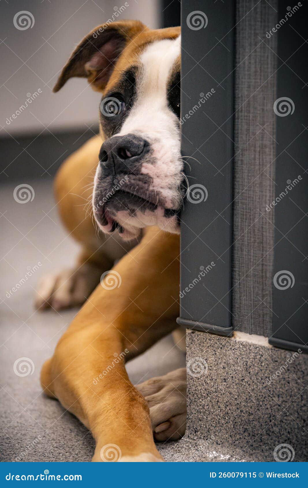 Boxer Dog Behind the Wall, Vertical Stock Image - Image of puppy, face ...