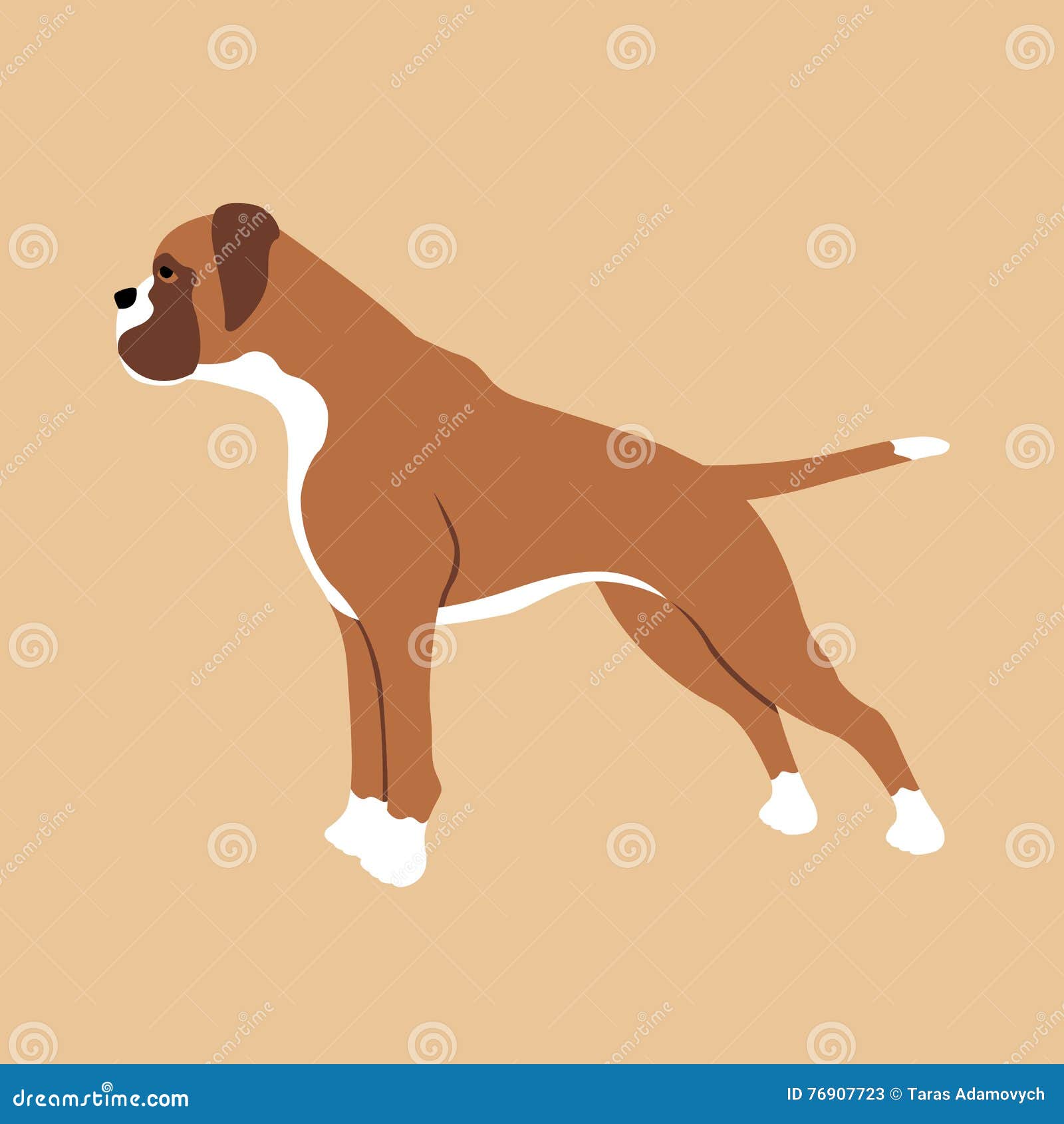 Boxer Dog Breed Profile Flat Style Stock Vector - Illustration of ...