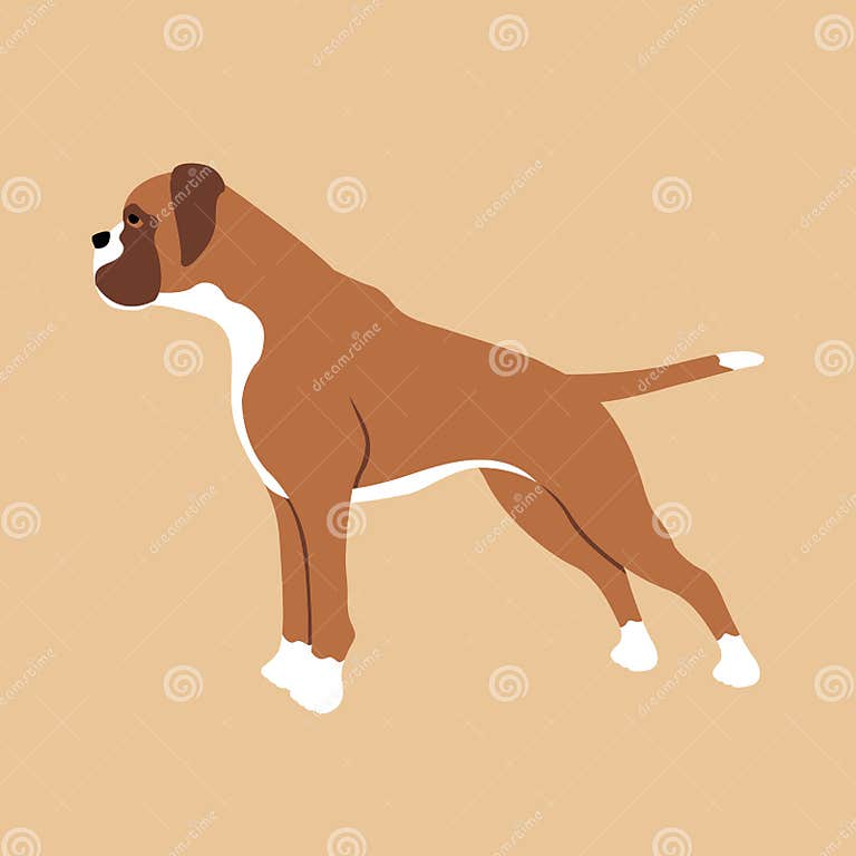 Boxer Dog Breed Profile Flat Style Stock Vector - Illustration of ...