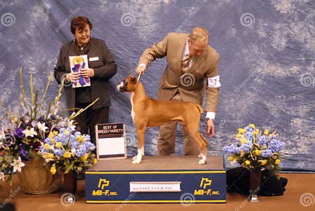 Boxer dog champion editorial stock image. Image of breeder - 12465739