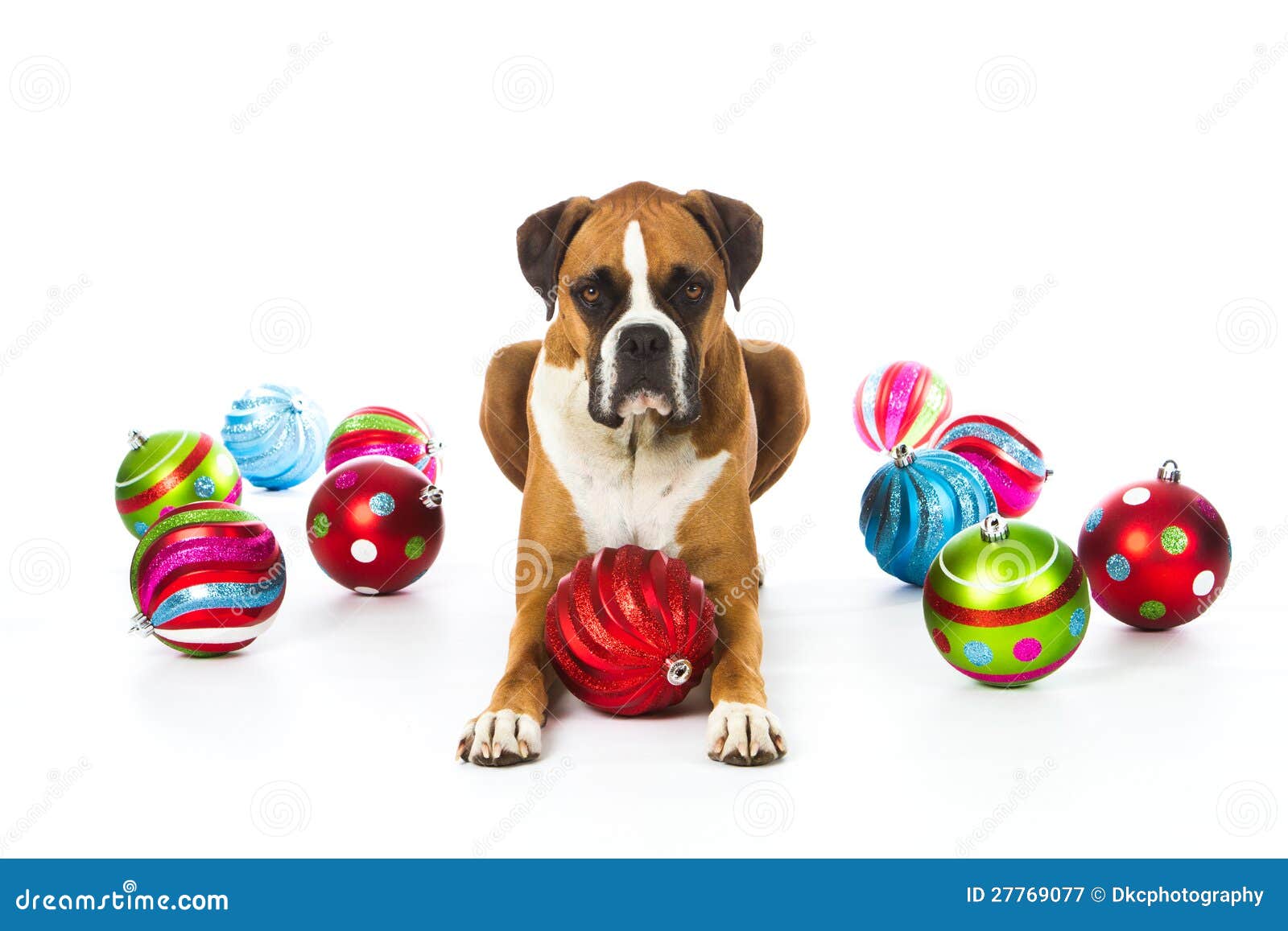 Boxer Dog with Christmas Ornaments Stock Image - Image of sleepy ...
