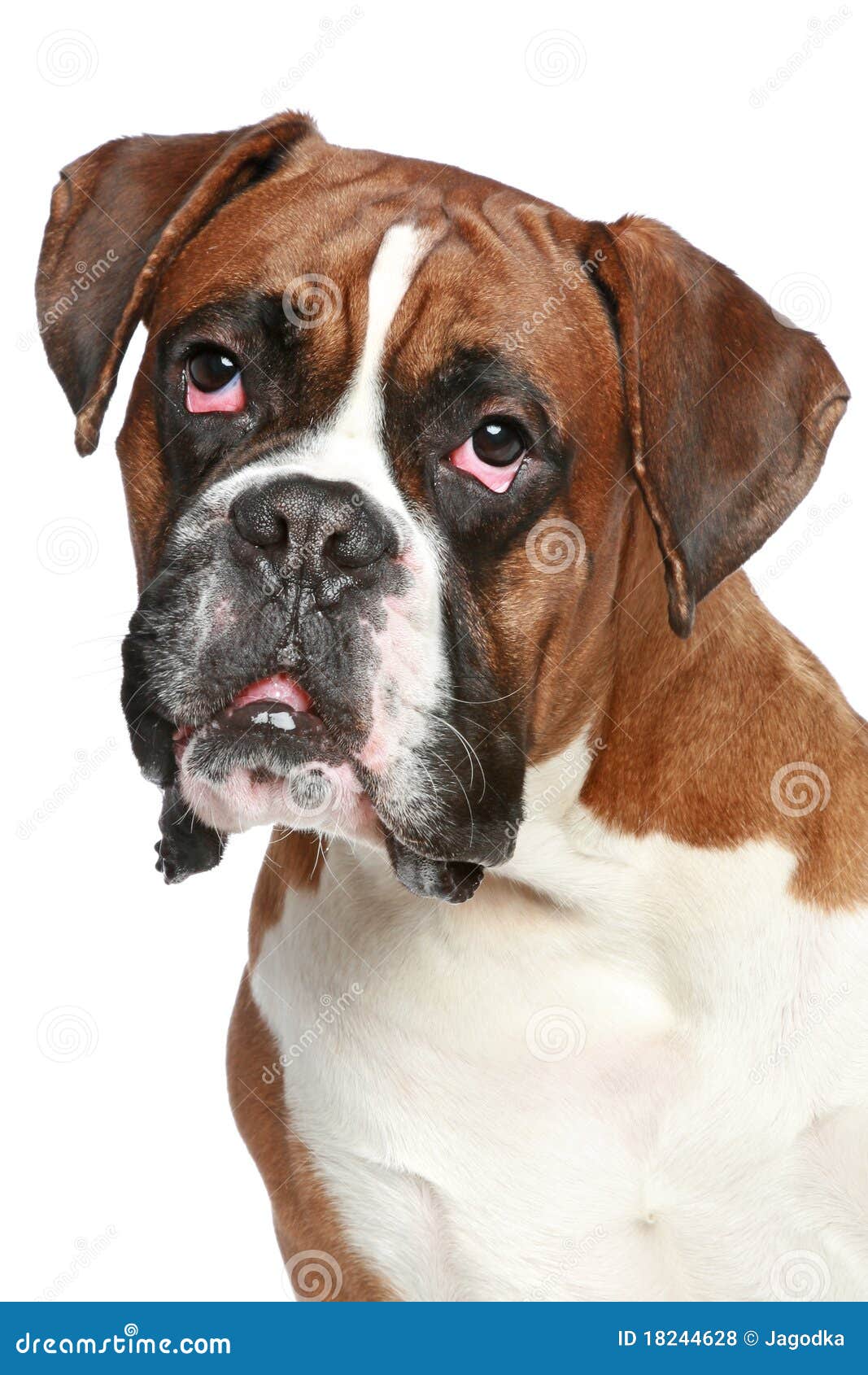 Can A Saint Bernard And A Boxer Be Friends