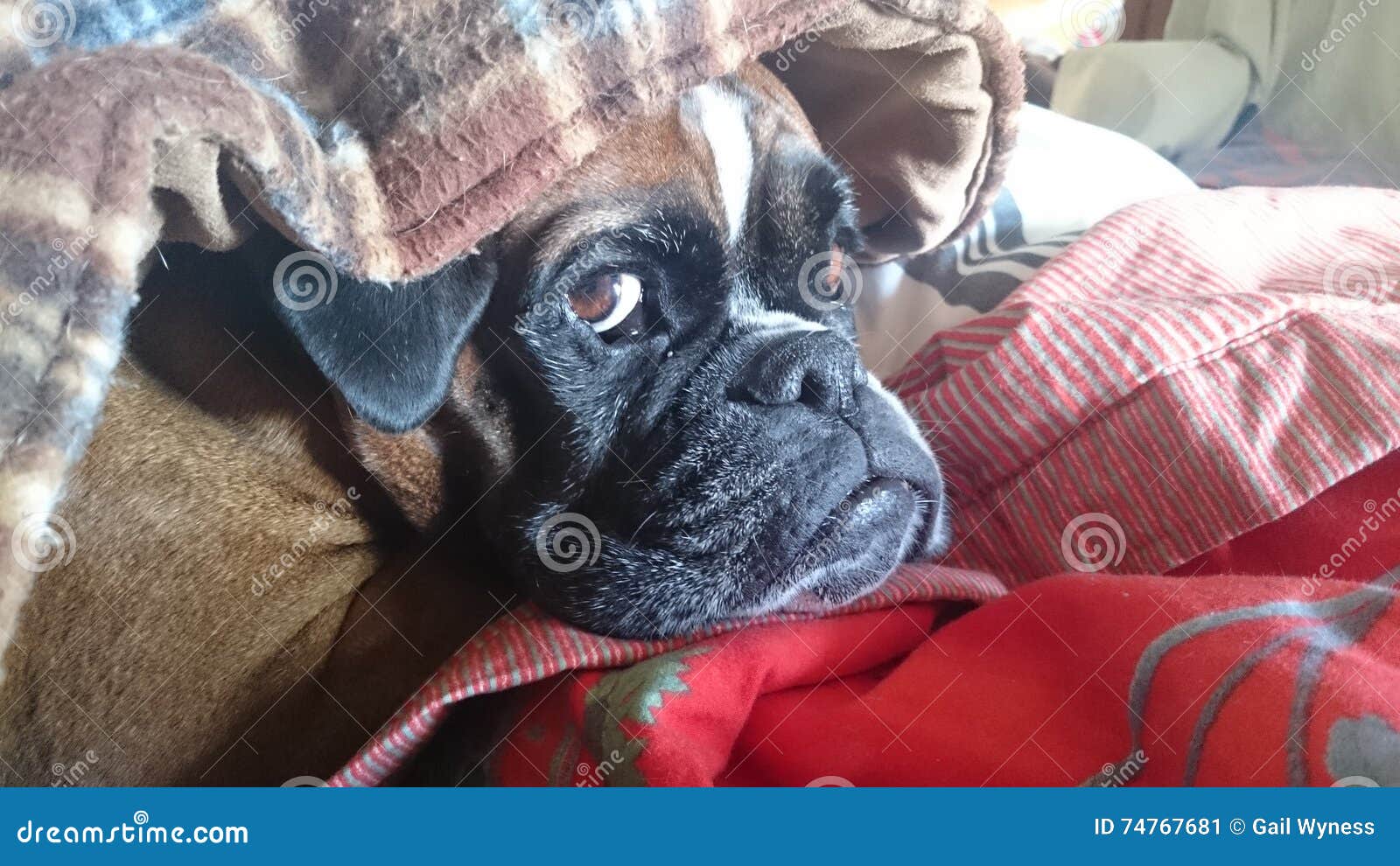 Disapproval Face Dog