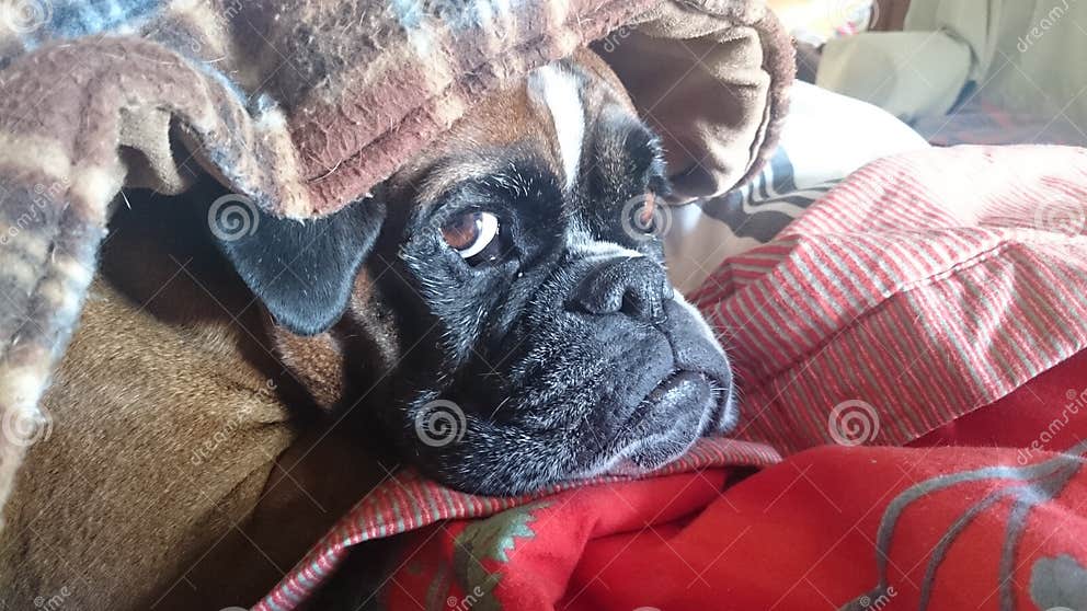 Boxer dog stock image. Image of face, disapproval, grumpy - 74767681