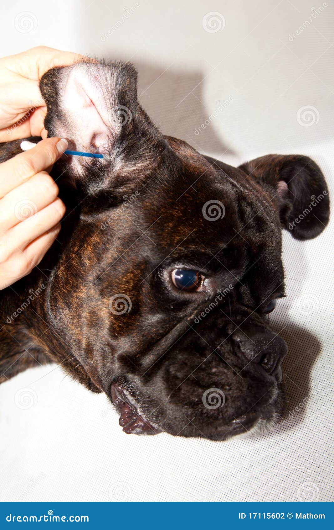 Boxer dog ears cleaning stock photo. Image of silent - 17115602