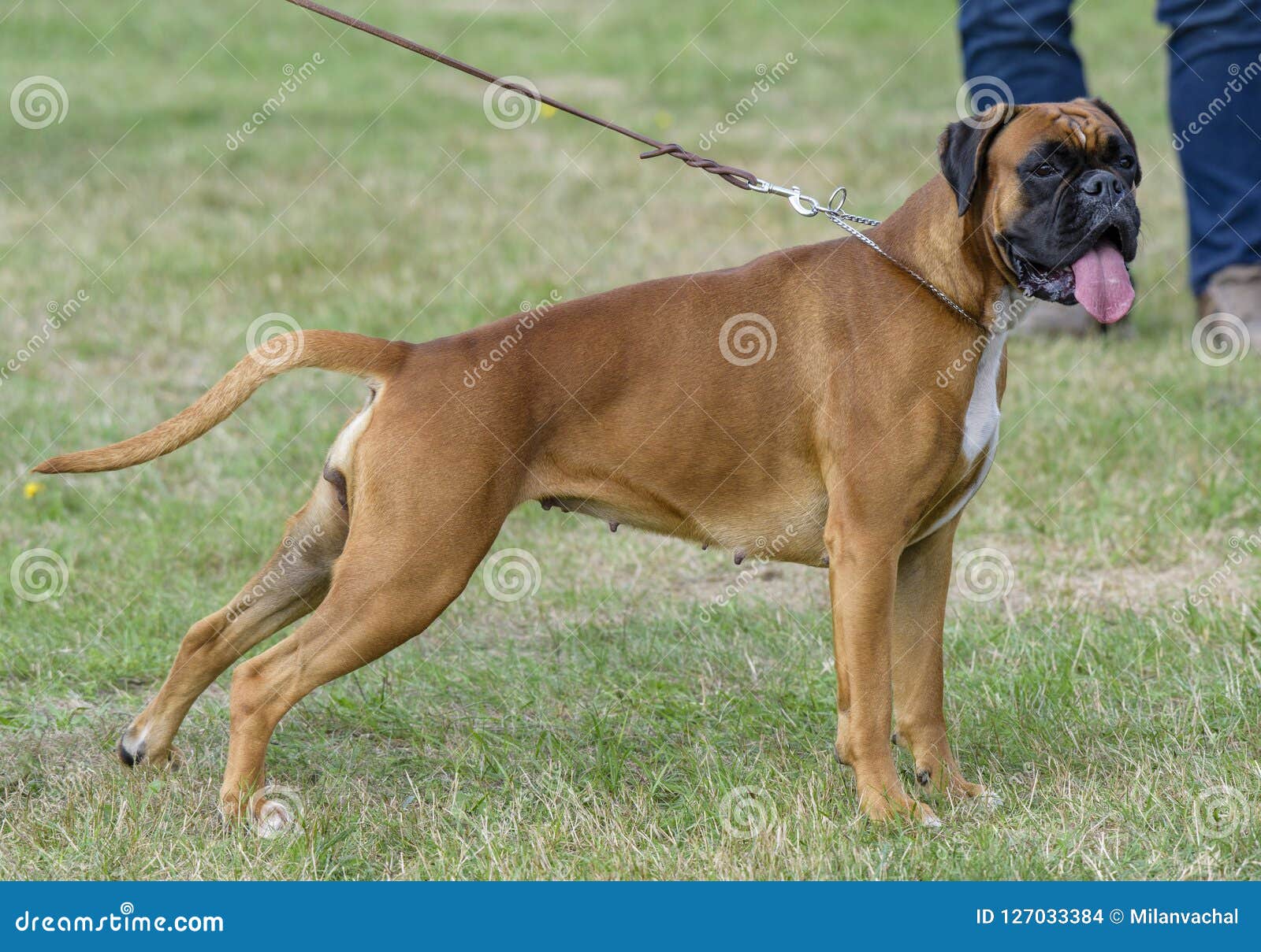 Boxer dog, dog exhibition stock photo. Image of young - 127033384