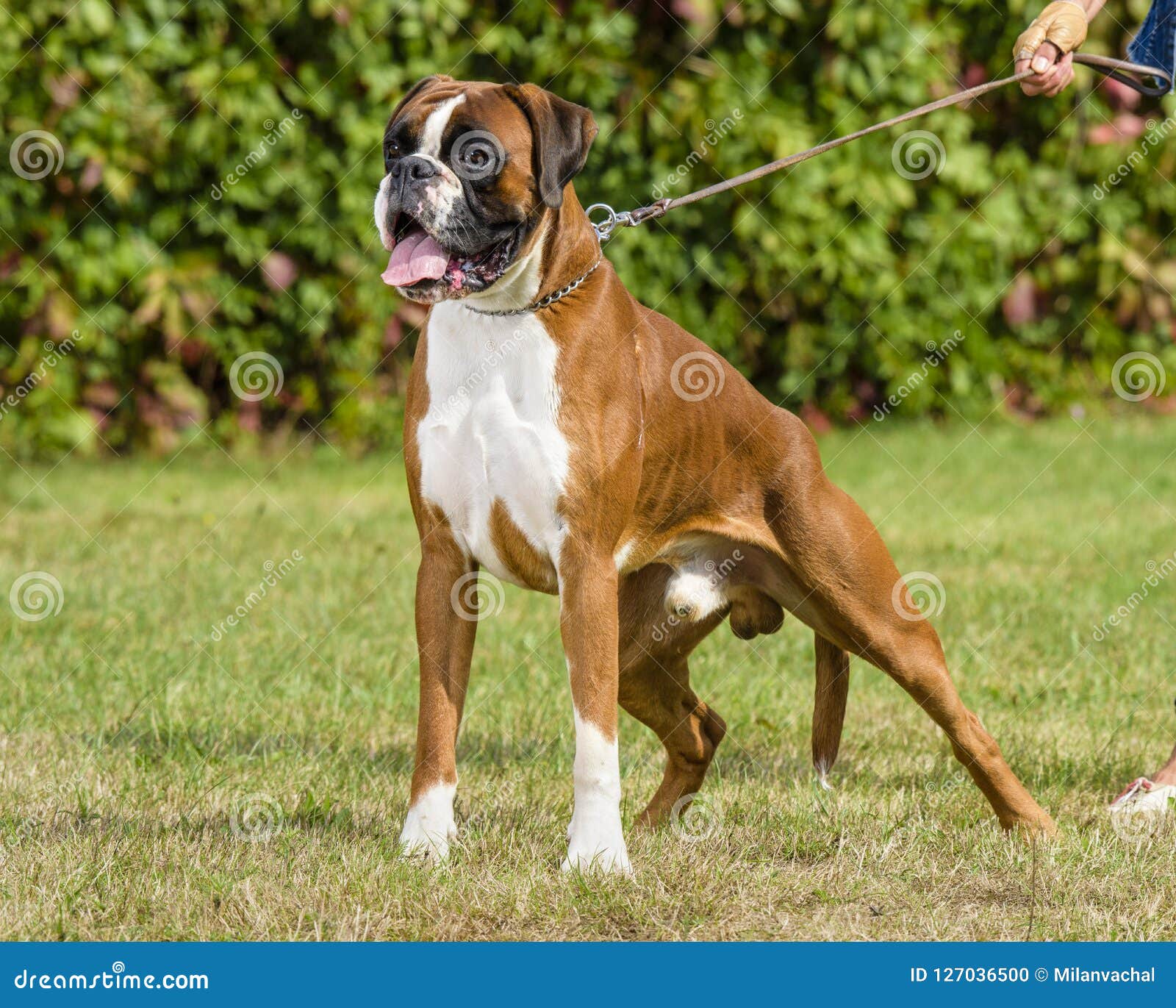 Boxer dog, dog exhibition stock photo. Image of mammal - 127036500