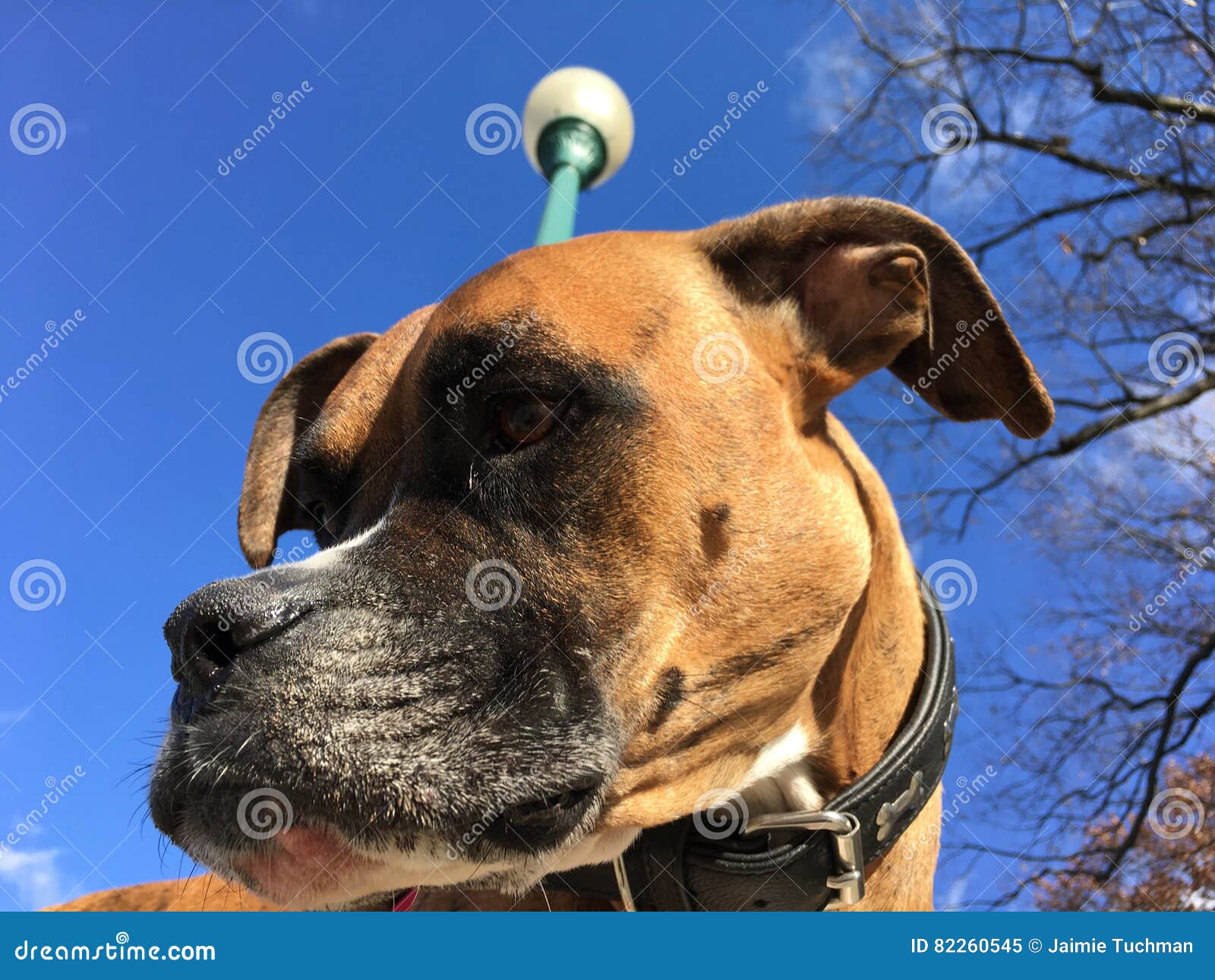 Dog Boxer Face