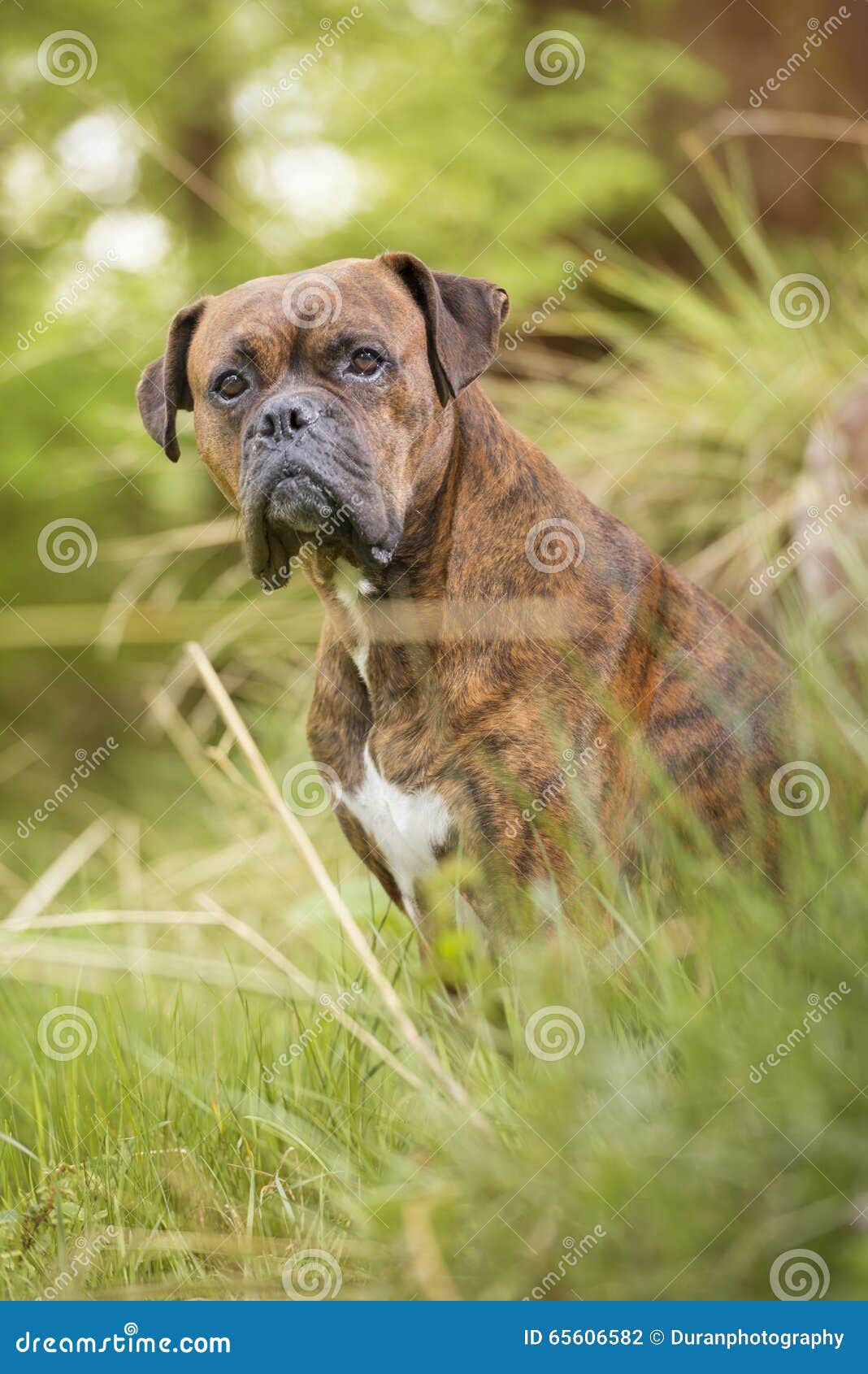 Boxer dog in the forest stock photo. Image of boxer, purebred - 65606582