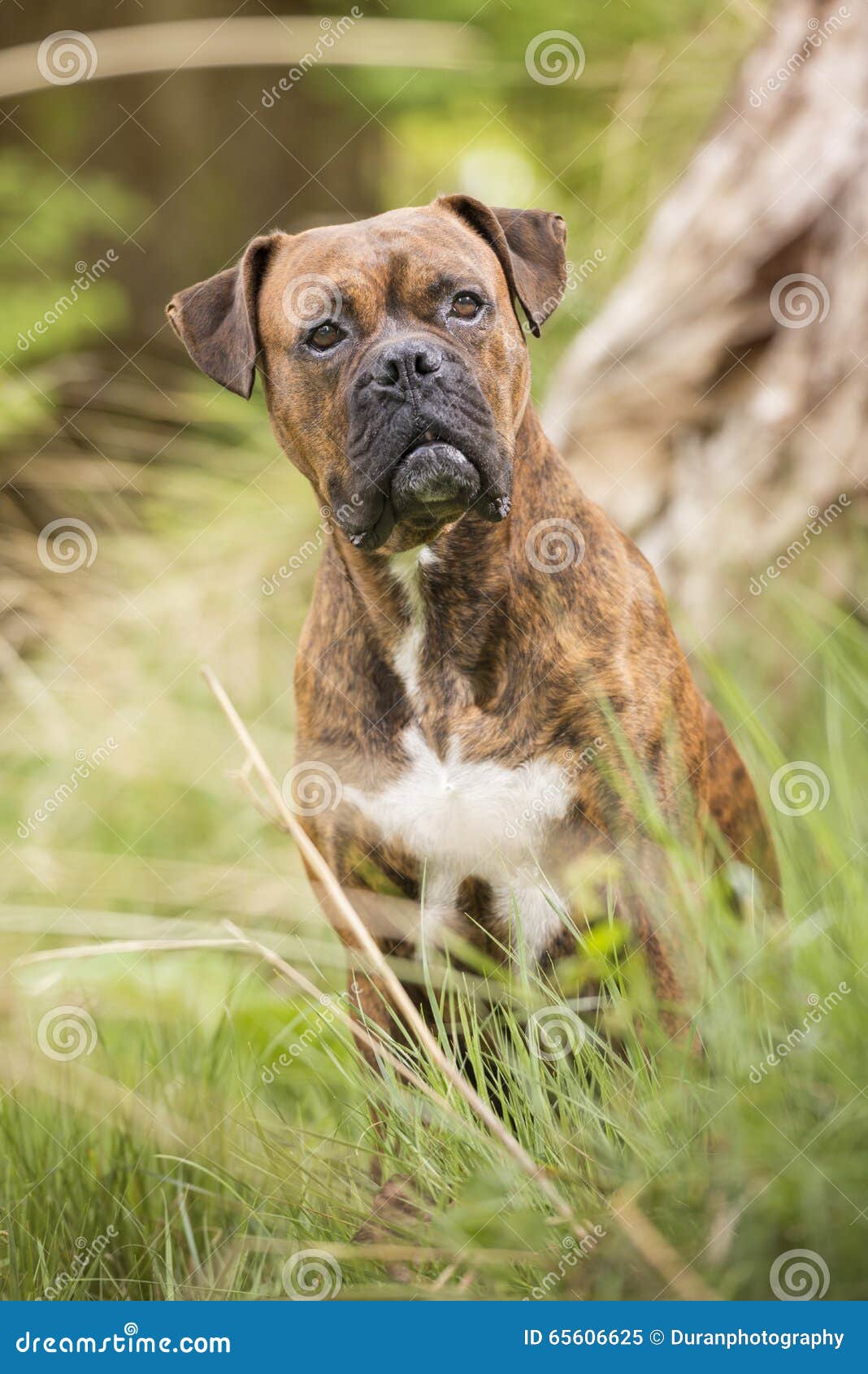 Boxer dog in the forest stock image. Image of portrait - 65606625