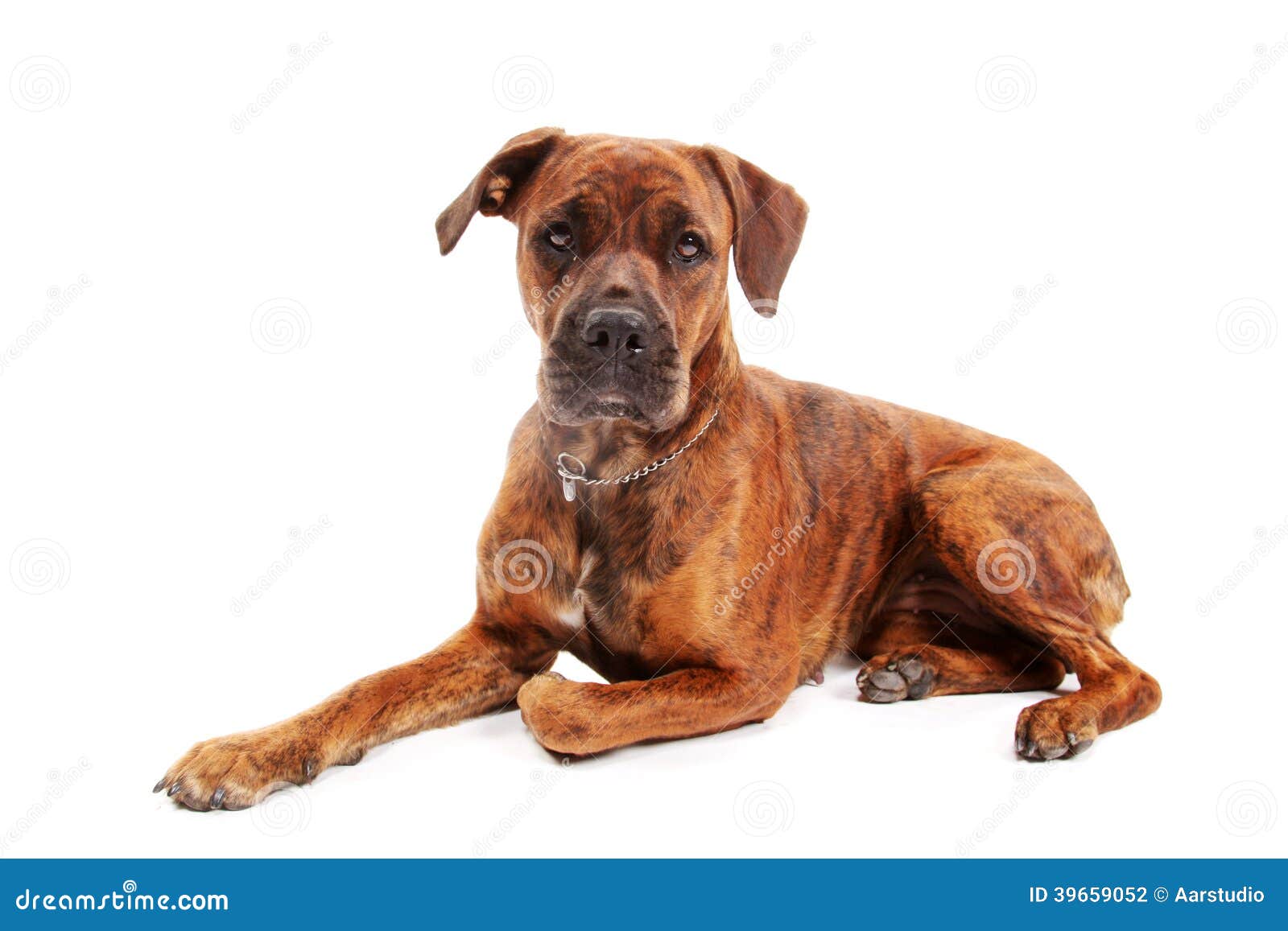 Boxer Dog In Front Of White Background Stock Photo - Image of boxer ...
