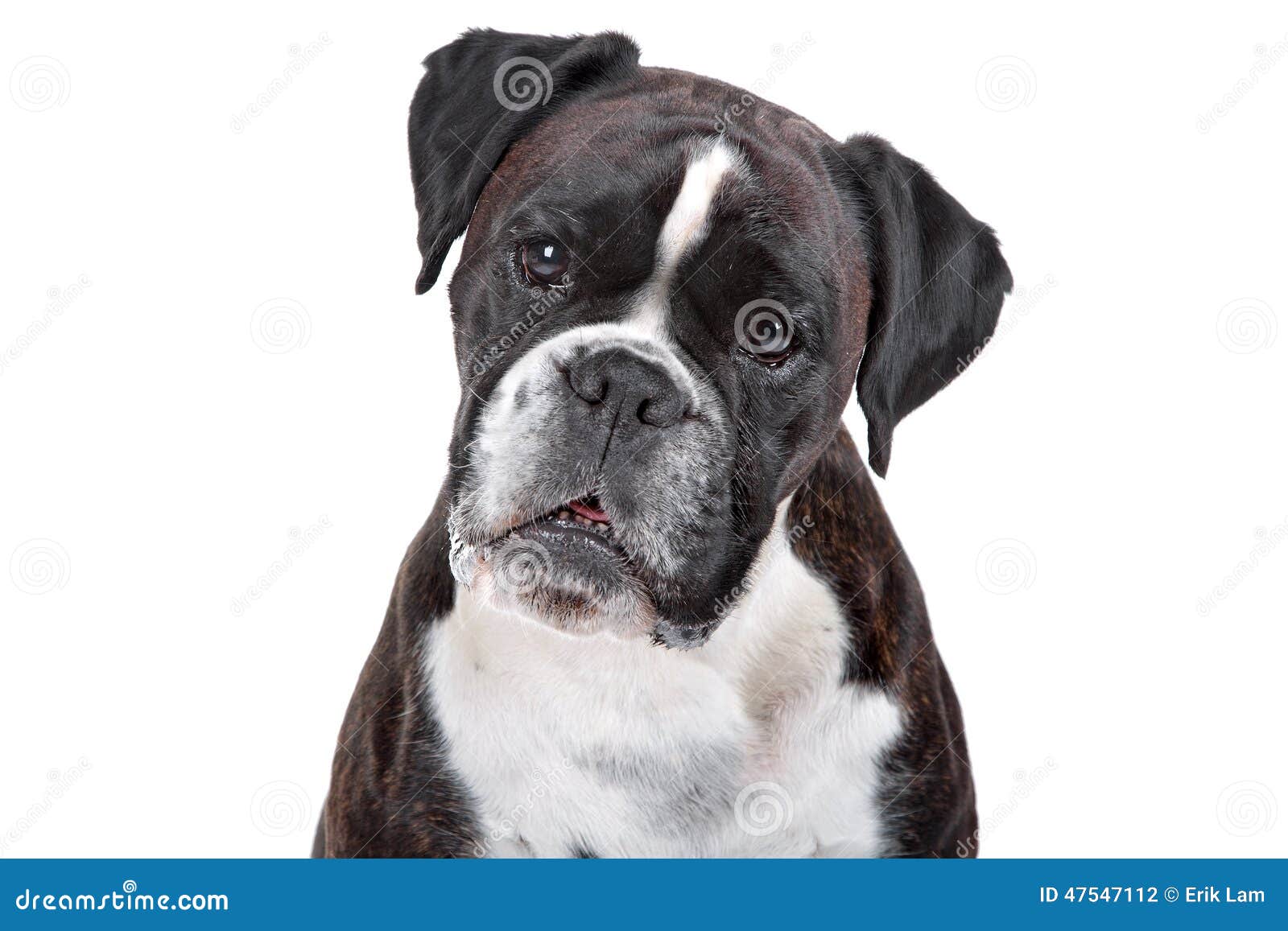 Boxer Dog in Front of a White Background Stock Photo - Image of boxer ...
