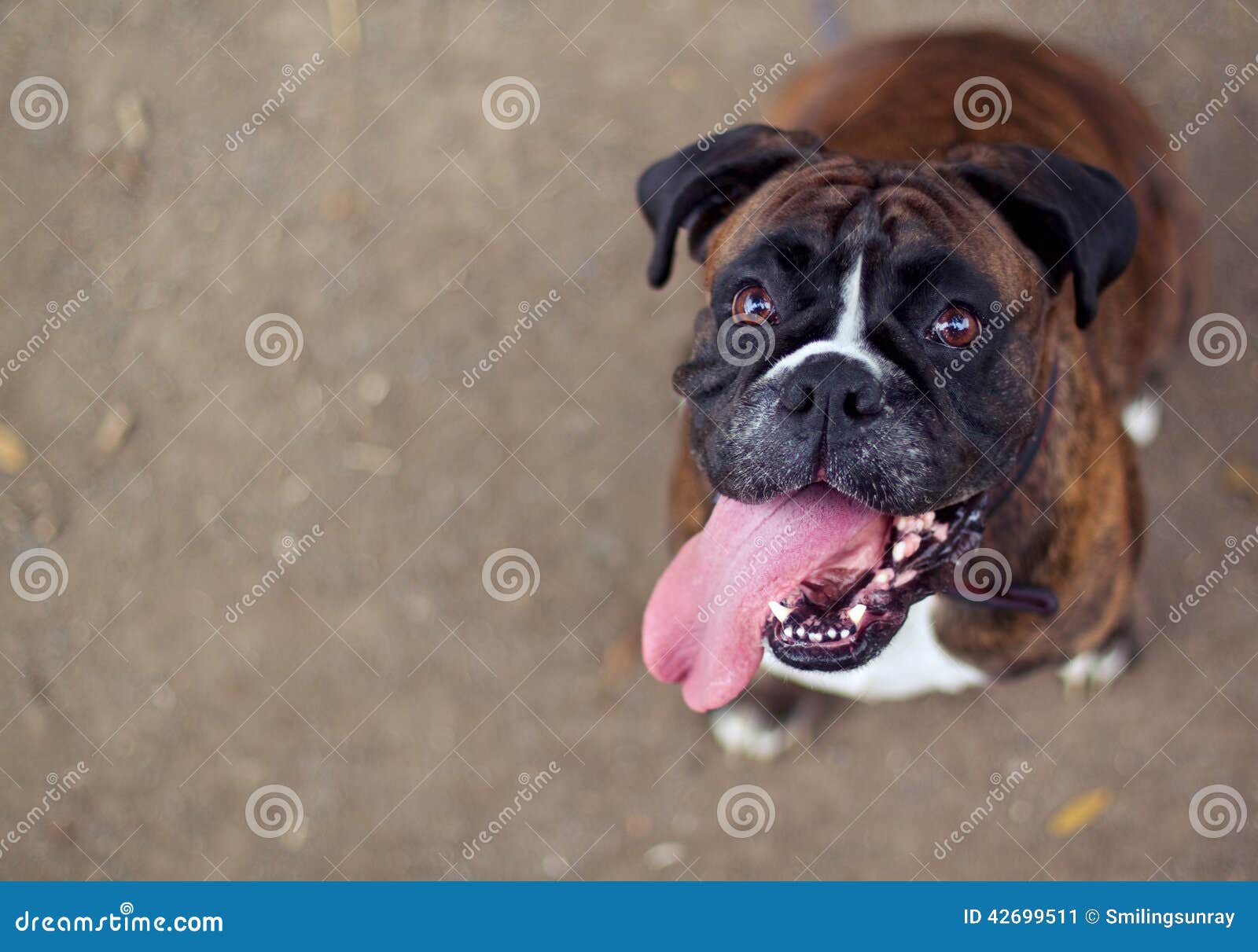Boxer dog stock image. Image of friend, nose, gaze, portrait - 42699511