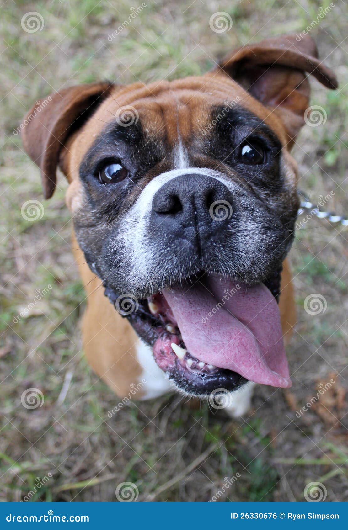 Boxer dog head close up stock photo. Image of doppy, boxer - 26330676