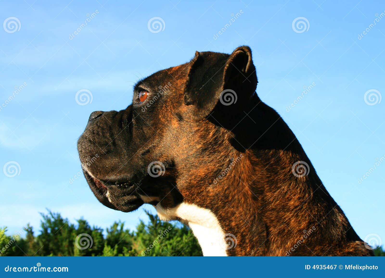 Boxer Dog Headshot stock image. Image of resting, funny - 4935467