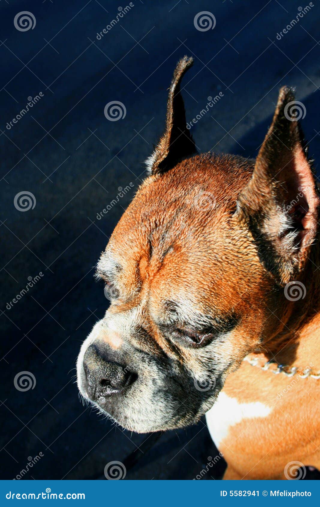 Boxer Dog Headshot stock image. Image of guard, guarding - 5582941