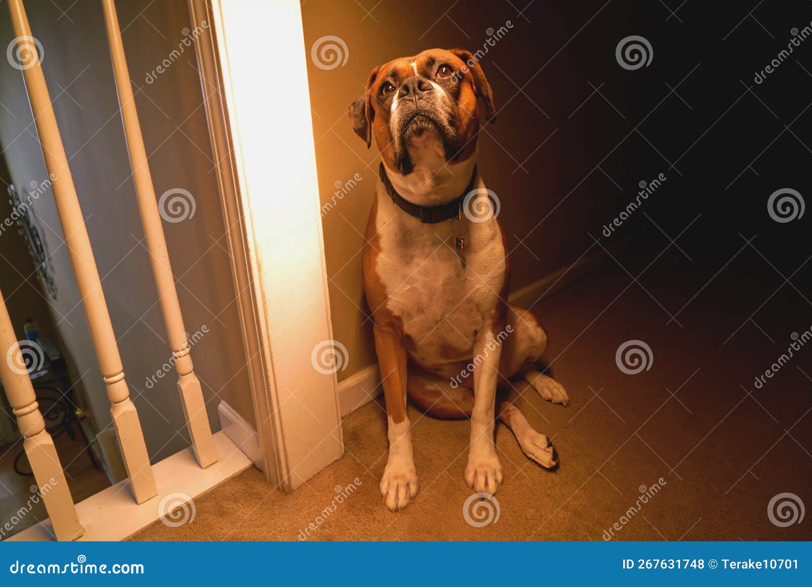 Couch Dog Furniture Boxer Stock Photos - Free & Royalty-Free Stock ...