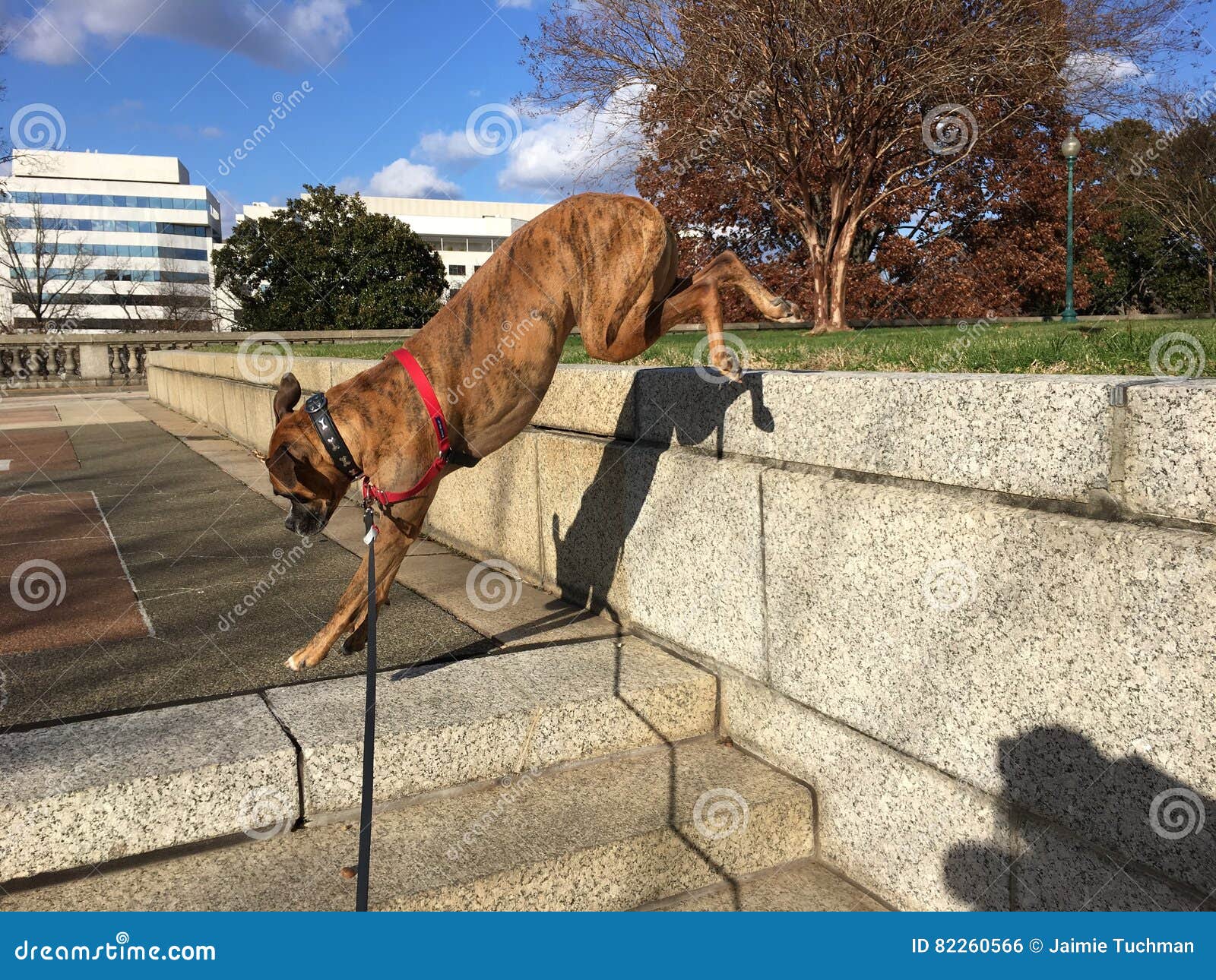 Boxer dog jumps stock photo. Image of drinking, autumn - 82260566