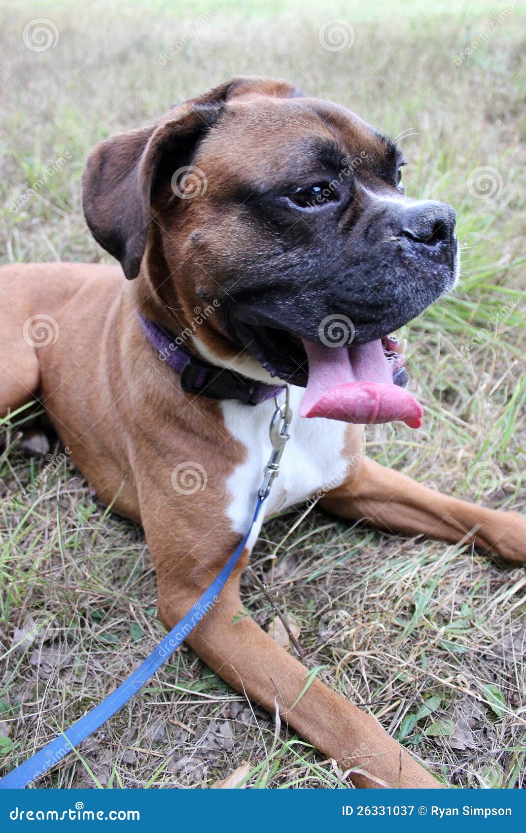 Boxer dog laying down stock image. Image of colour, chilled - 26331037
