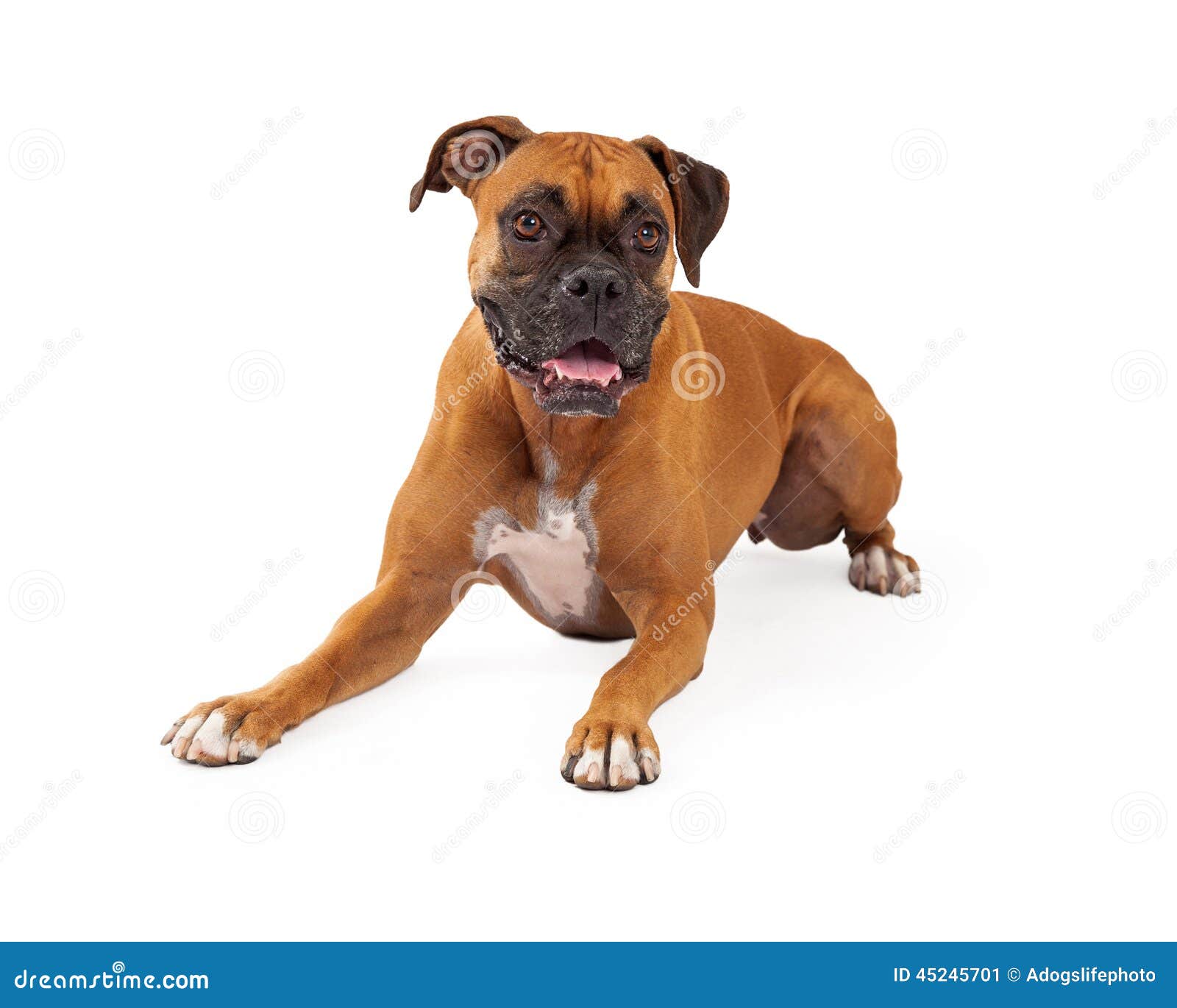 Boxer Dog Laying Happy Expression Stock Image - Image of copy, large ...