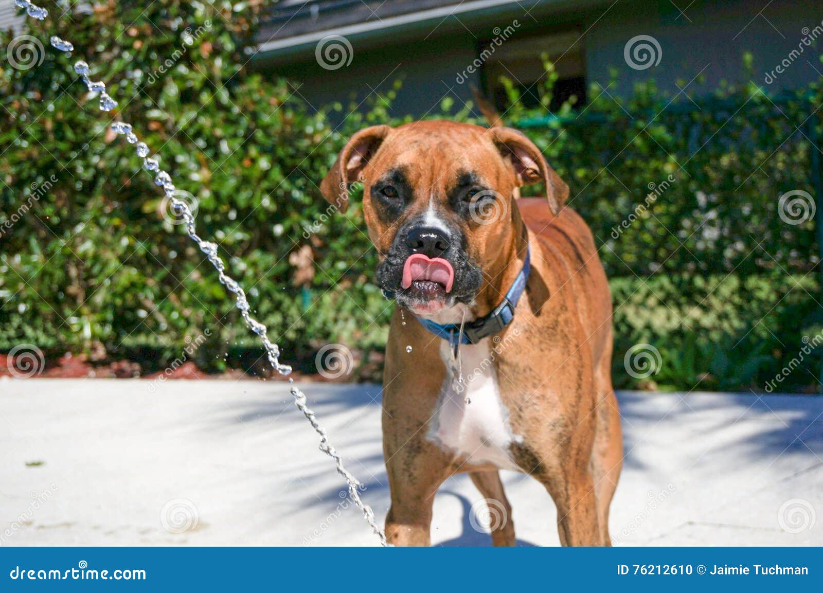Boxer dog stock photo. Image of front, puppy, foreground - 76212610