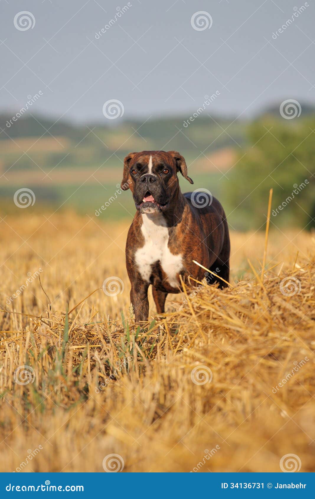 Boxer dog stock image. Image of catch, snout, rural, field - 34136731
