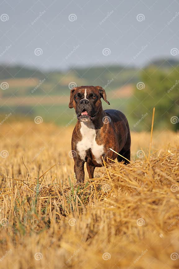Boxer dog stock image. Image of catch, snout, rural, field - 34136731