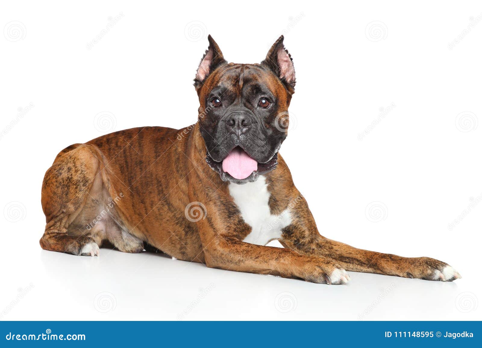 Boxer Dog Lying Down on White Background Stock Image - Image of boxer ...